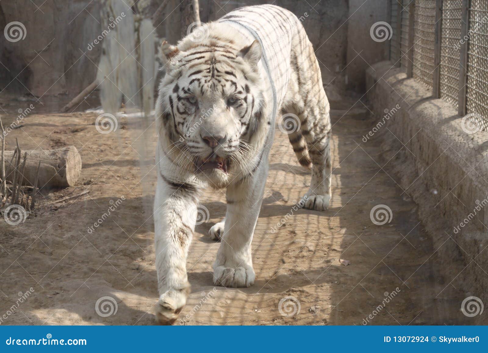 White tiger in prison stock photo. Image of predator - 13072924