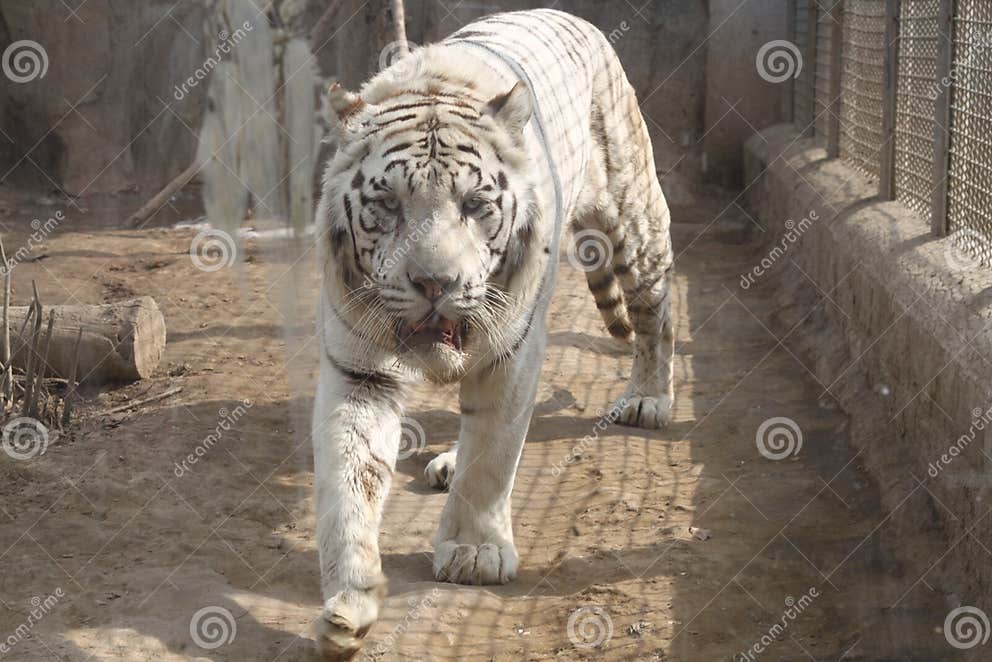 White tiger in prison stock photo. Image of predator - 13072924