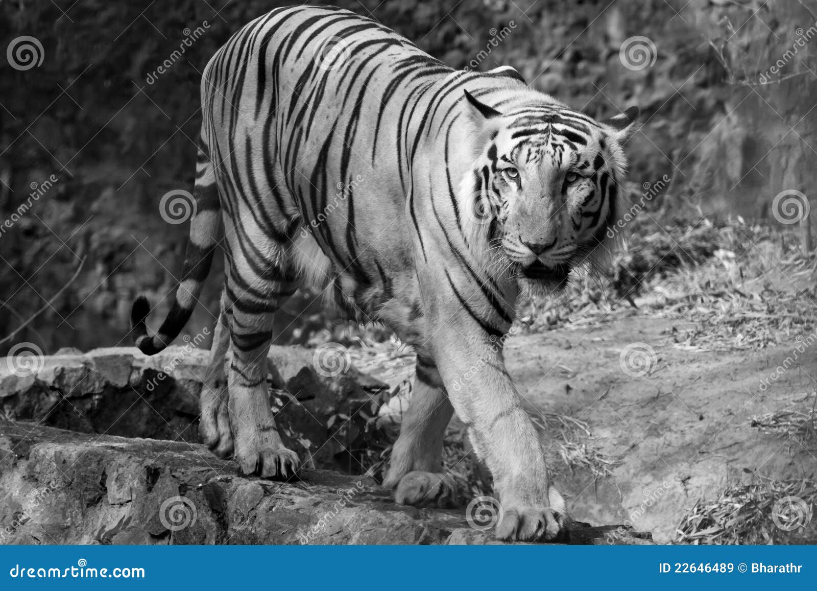 White Tiger on the prowl stock image. Image of tiger - 22646489