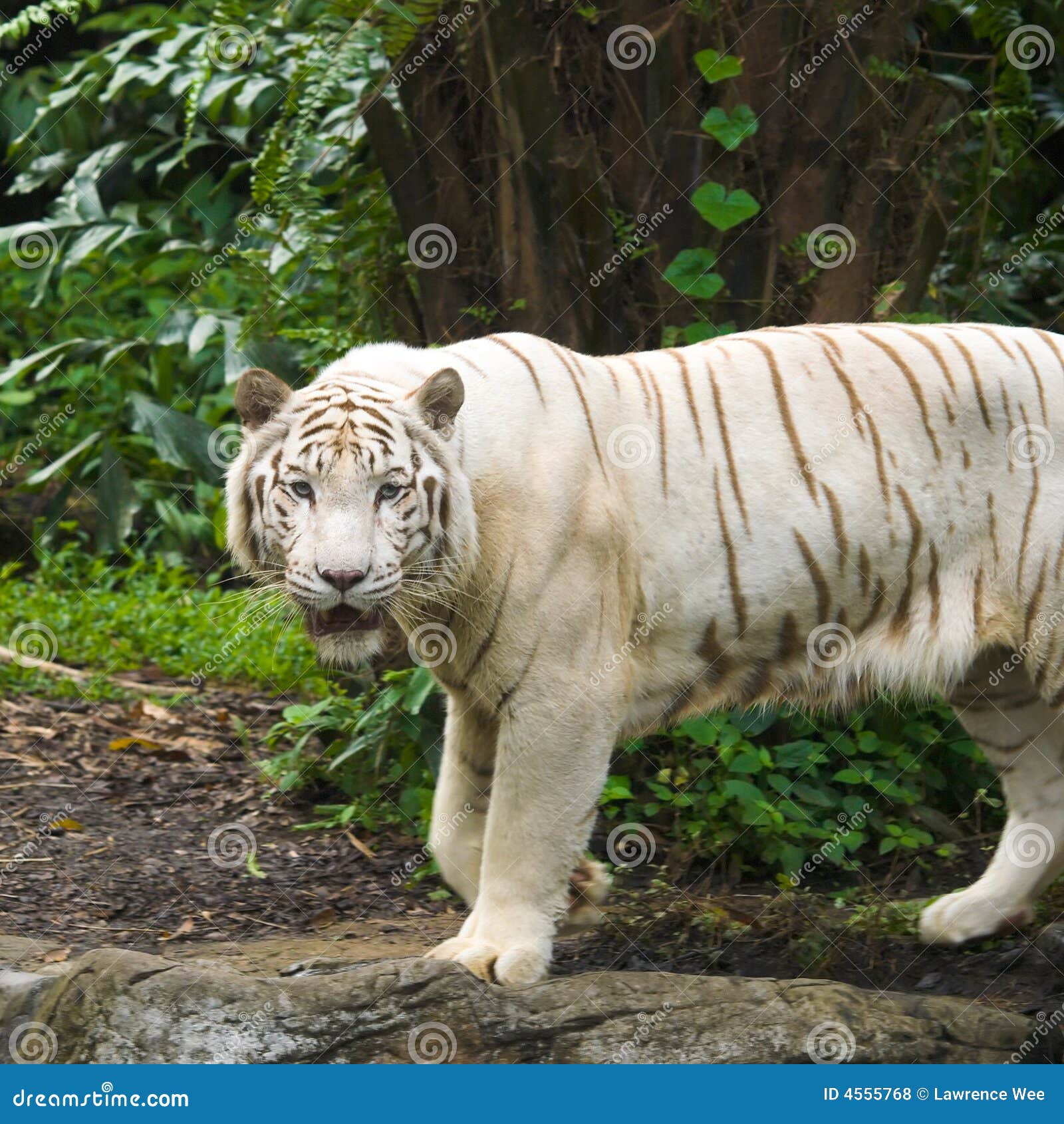White Tiger Prowl stock photo. Image of ledge, nature - 4555768