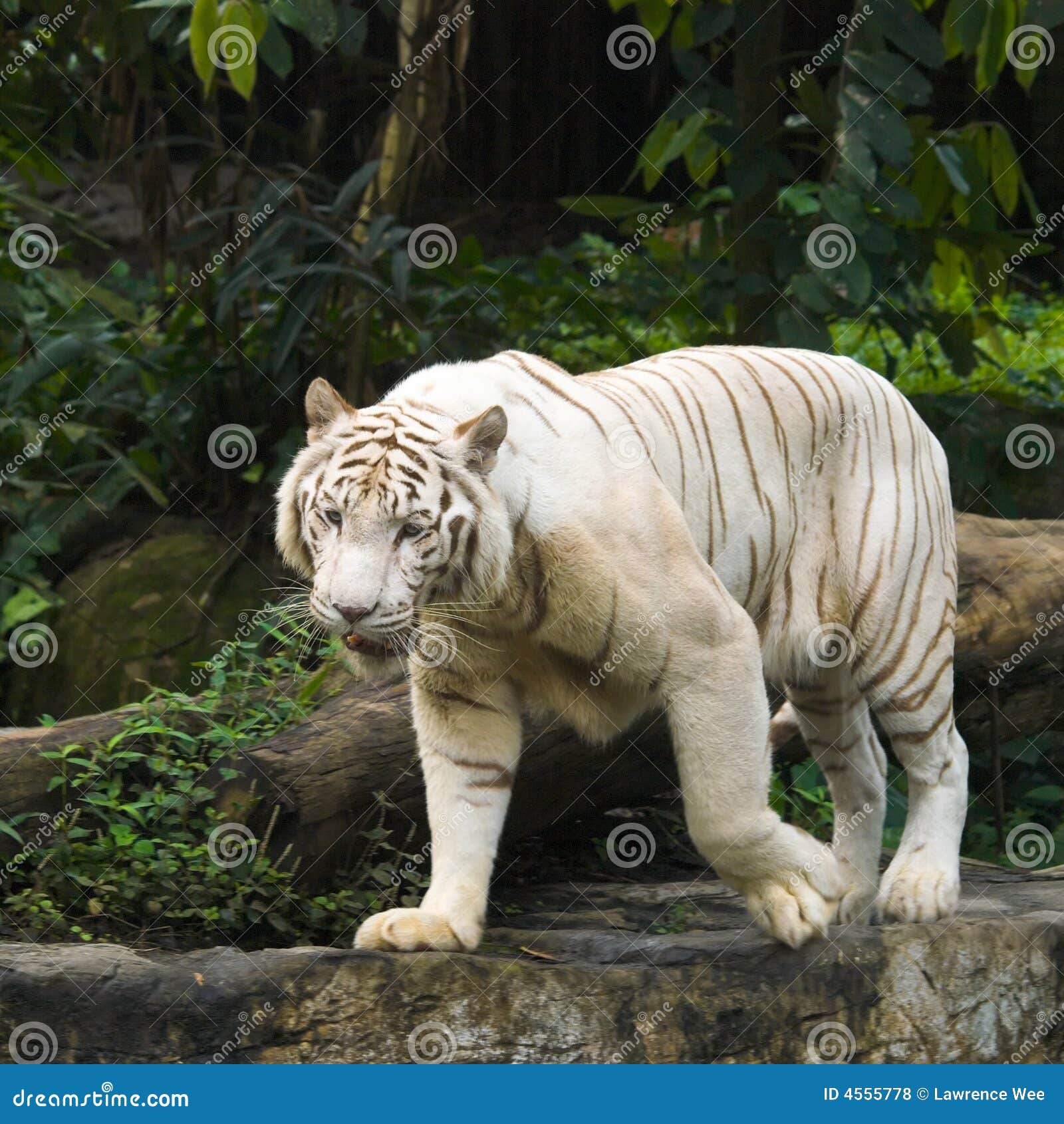 White Tiger Prowl stock photo. Image of reccessive, tigris - 4555778