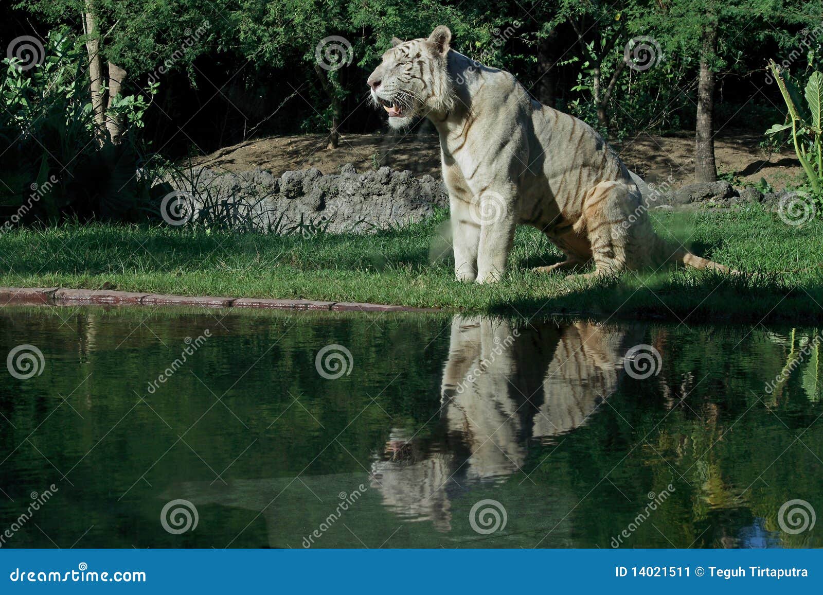 White tiger reflection stock image. Image of reflection - 14021511