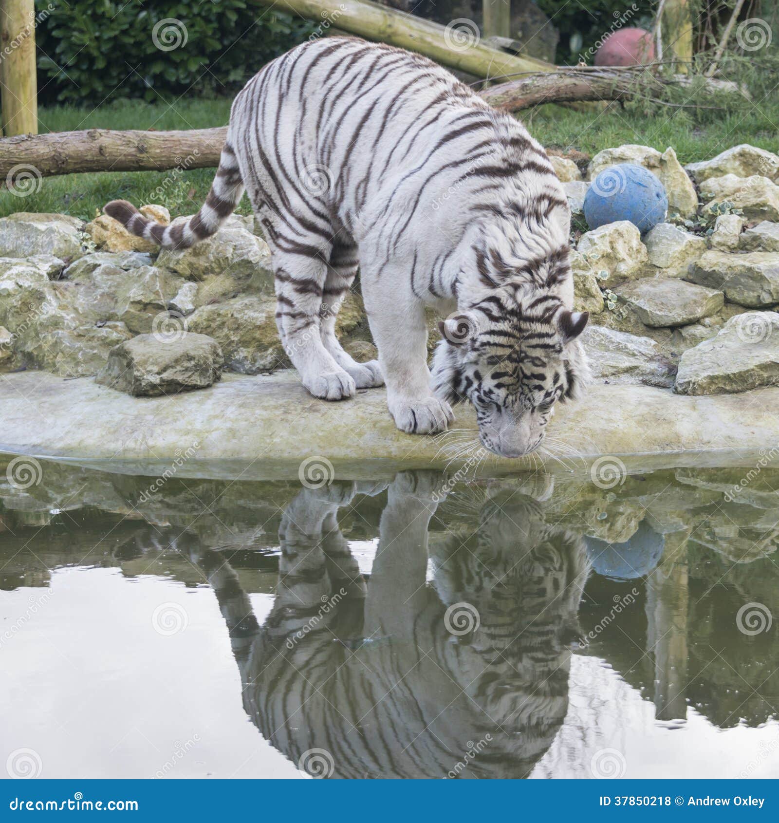 White tiger reflection stock photo. Image of england - 37850218