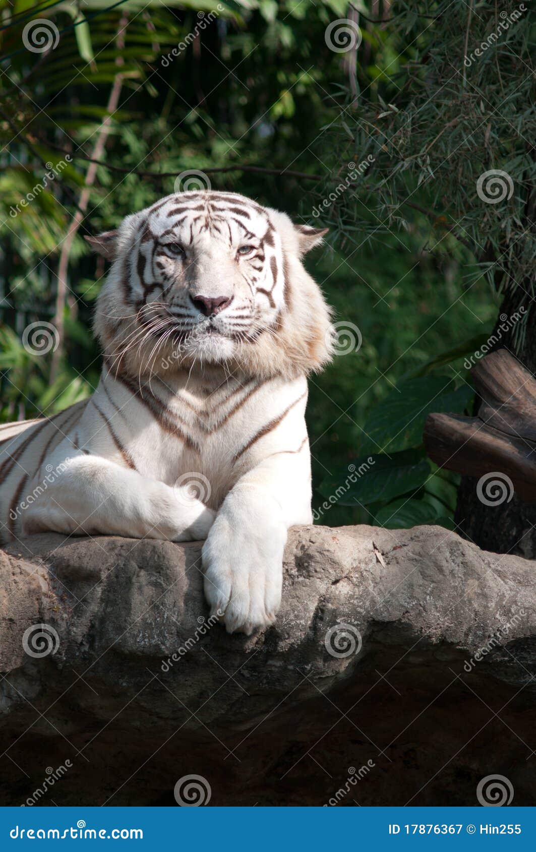 White Tiger on Relax. stock image. Image of animal, beauty - 17876367