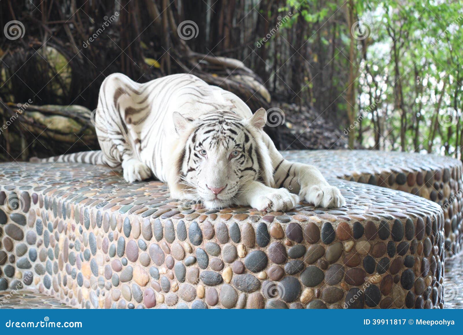 White tiger in relax. stock image. Image of podium, tiger - 39911817