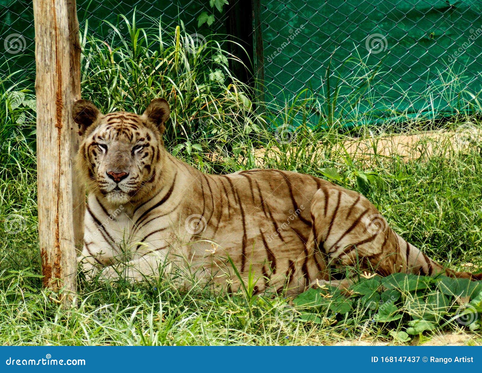 White Tiger Relaxing on Grass in Jungle the White Tiger or Bleached ...