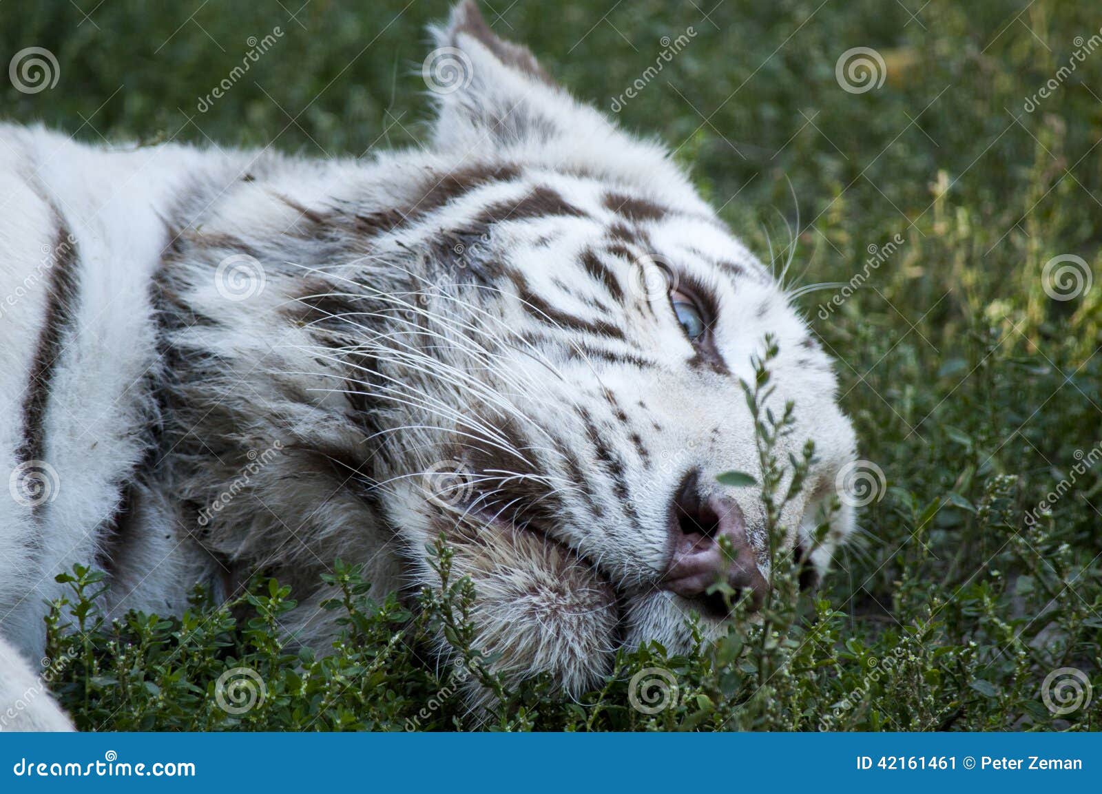 White tiger rest stock image. Image of cats, nature, wildlife - 42161461