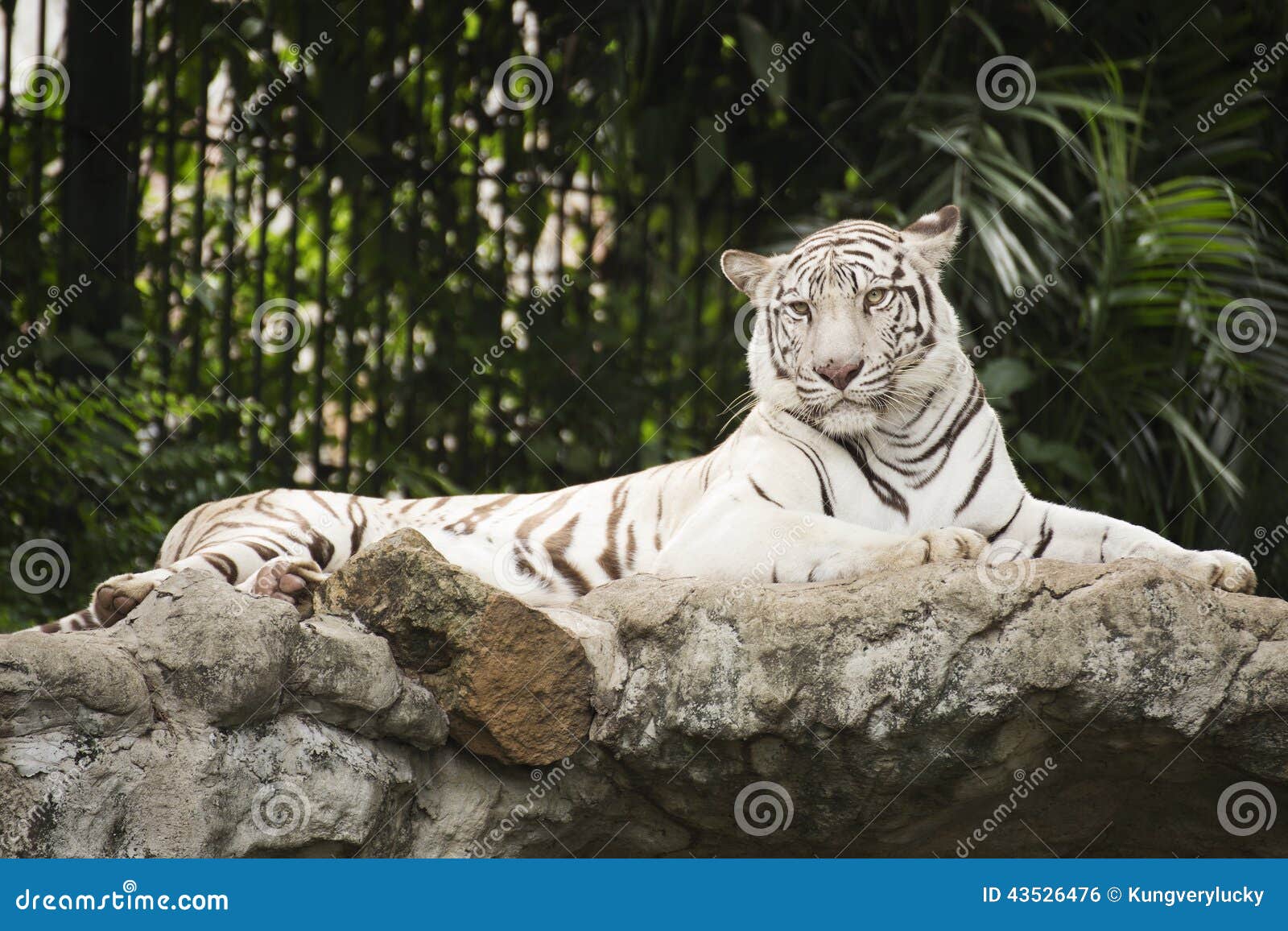 White Tiger Rest on the Rock Stock Photo - Image of bengal, outdoor ...