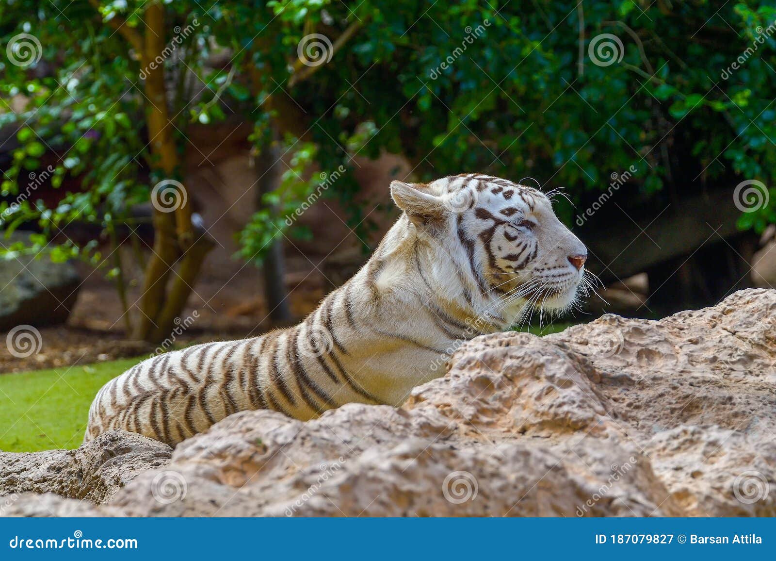 White Tiger Resting on a Rock, Looking Forward Stock Image - Image of ...