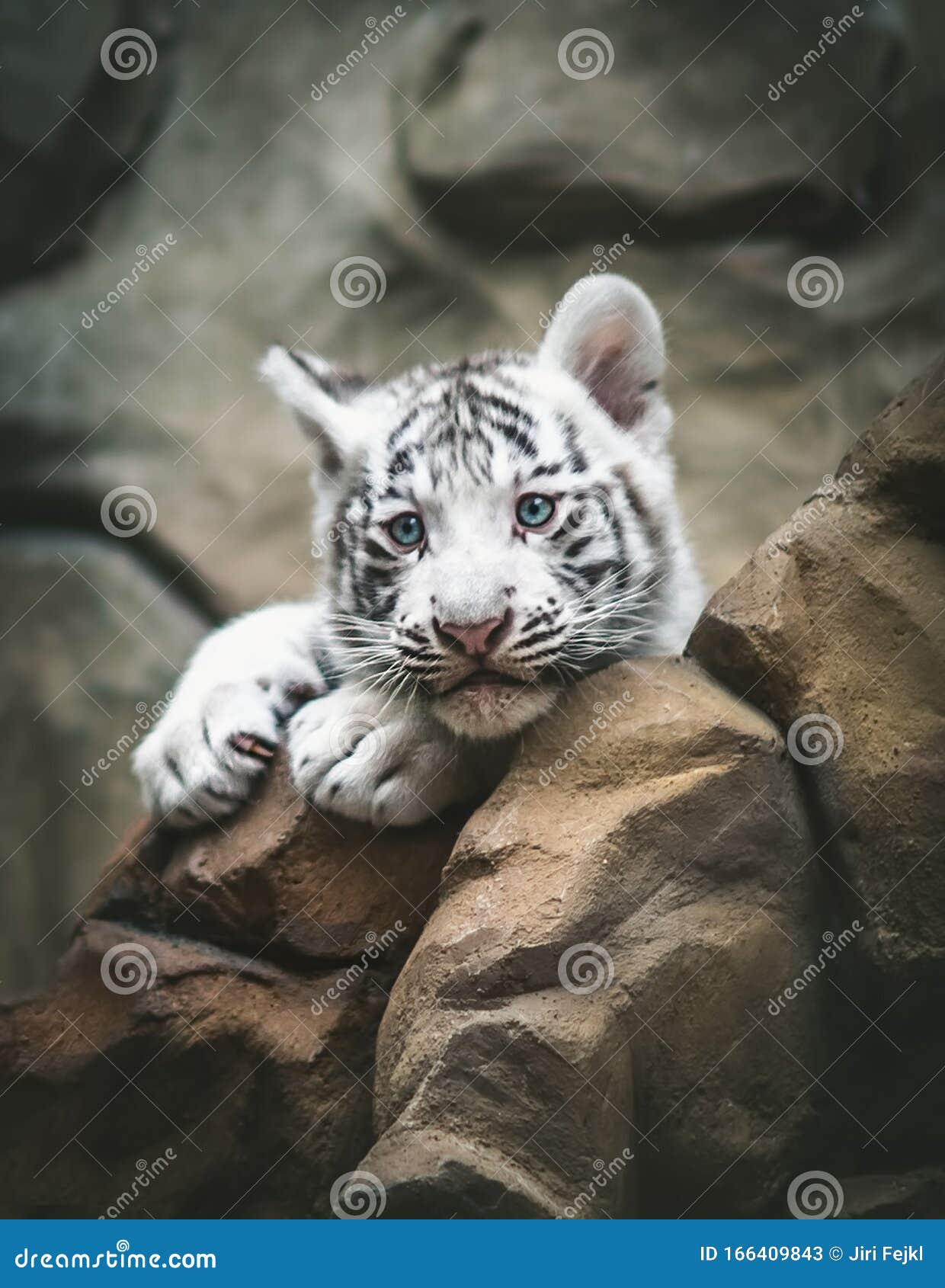 White Tiger Resting Side by Side. White Tiger or Bleached Tiger is a ...