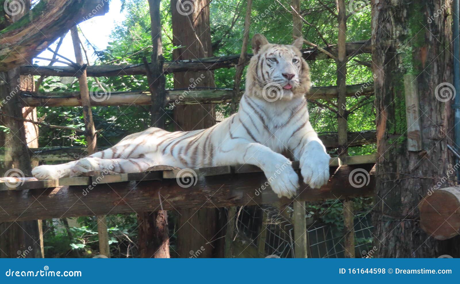 A White Tiger Resting in a Tree Waiting for the Others Stock Photo ...
