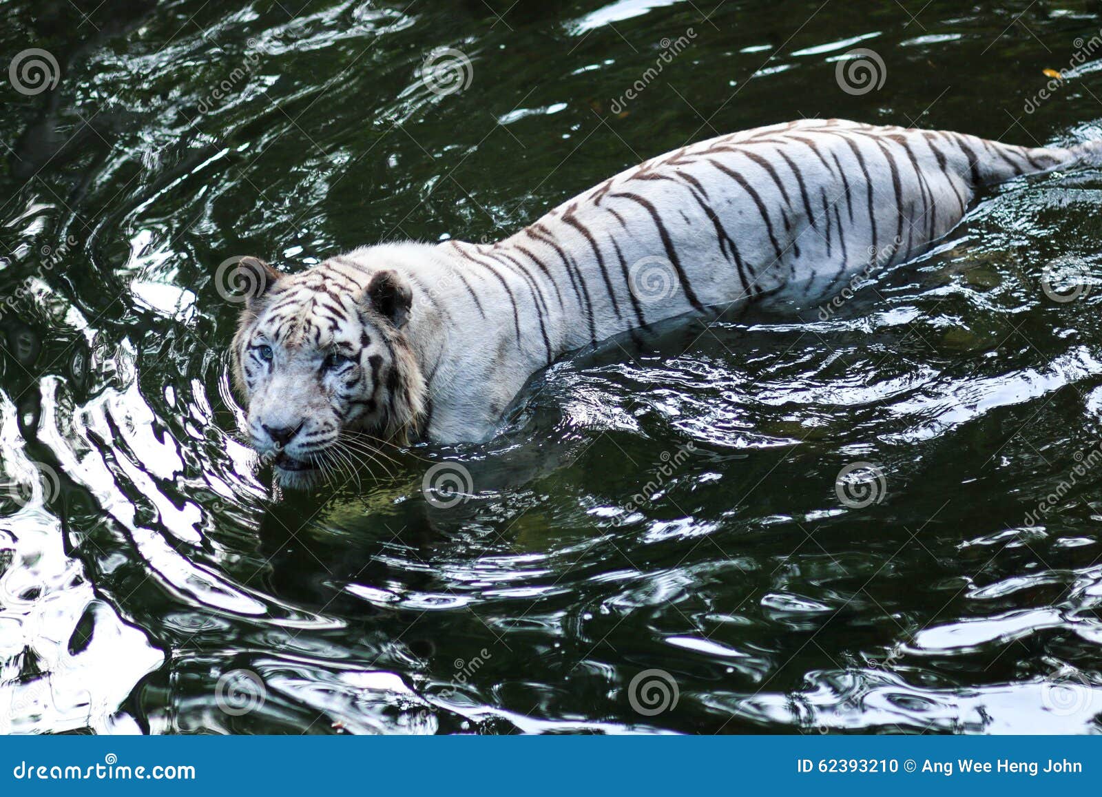 White Tiger In River Stock Photo - Image: 62393210