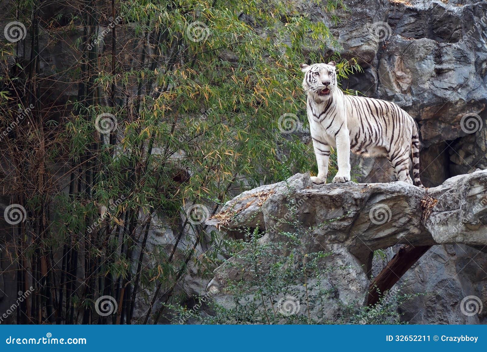 White tiger on the rock stock image. Image of panthera - 32652211