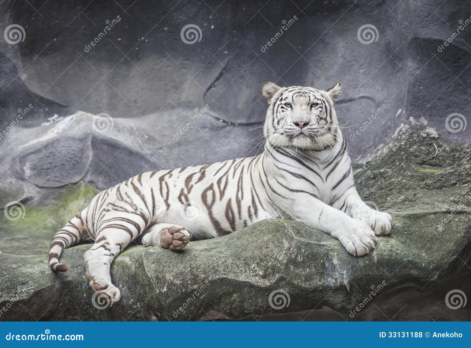 WHITE TIGER on a rock stock photo. Image of claw, park - 33131188