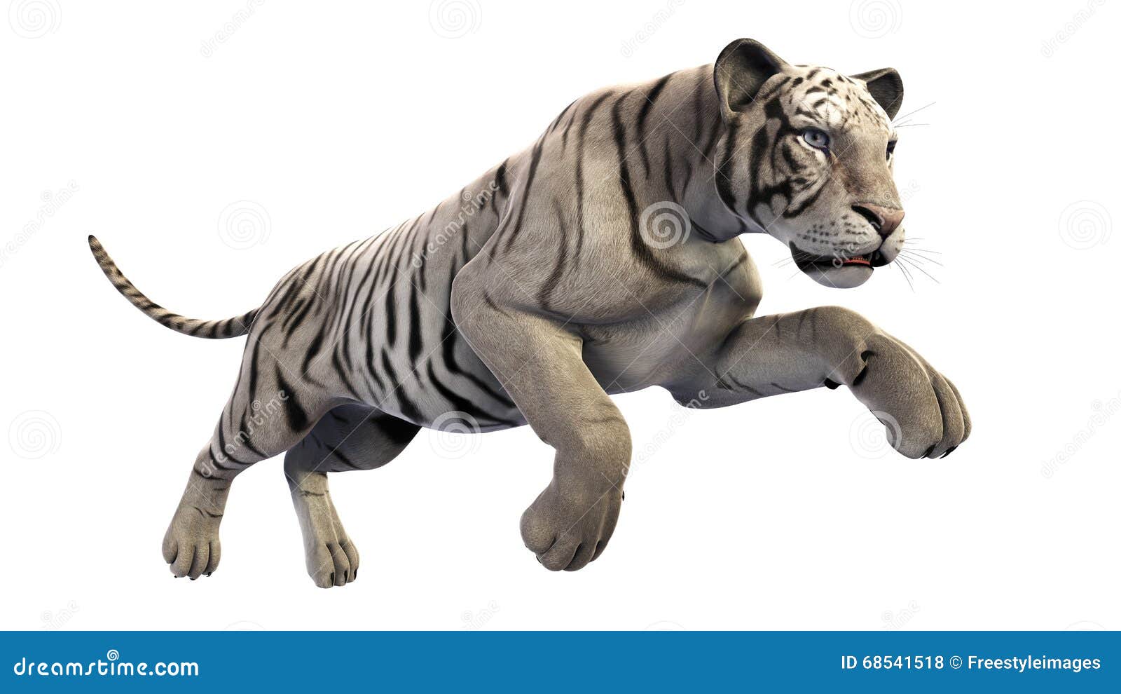 Tiger Running In The Snow And Hunts Rabbit, The Rabbit Runs From The ...