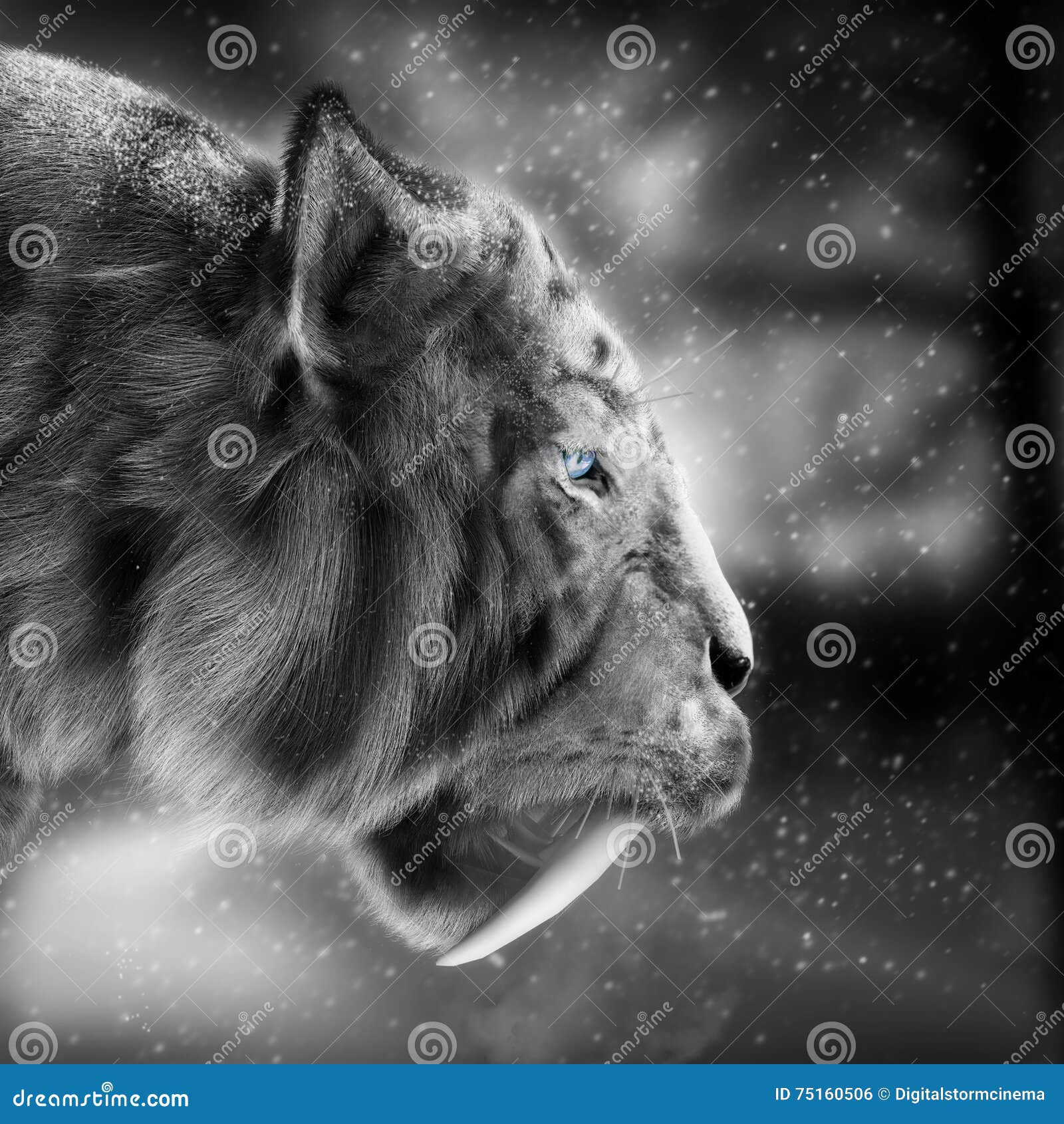 White Tiger Sabertooth Stalking Its Pray With A Snowing Winter ...
