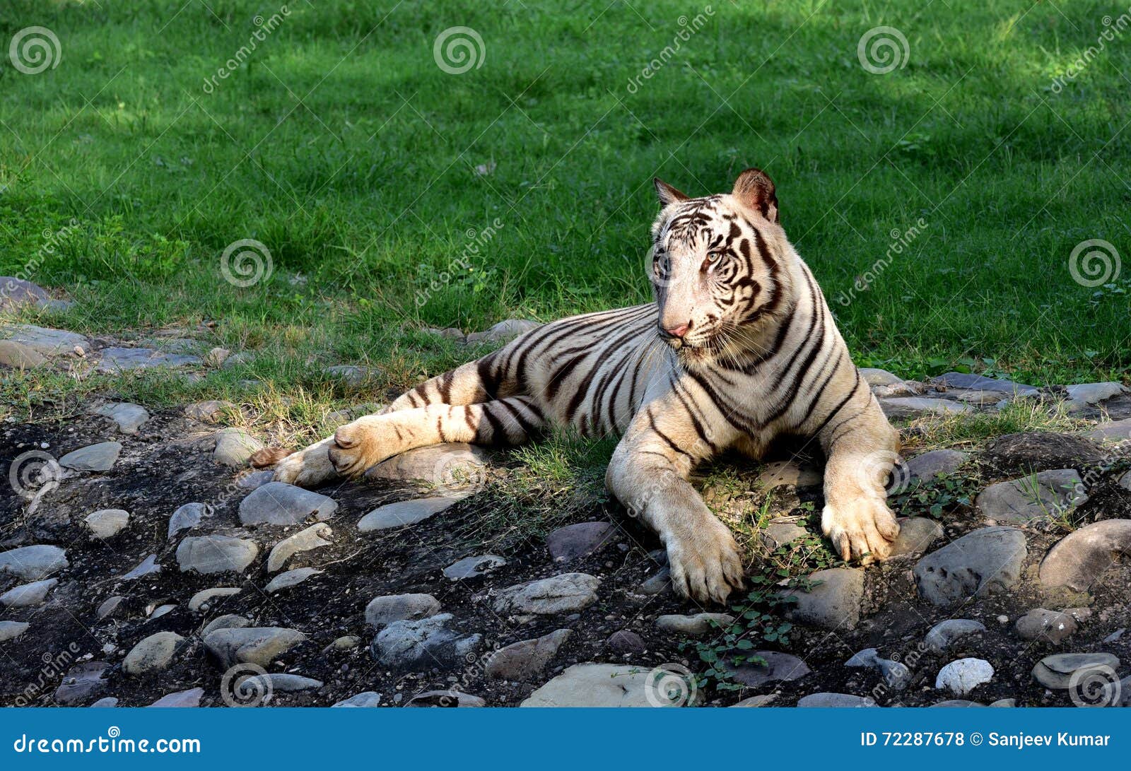 White Tiger stock photo. Image of hunt, rest, white, animal - 72287678