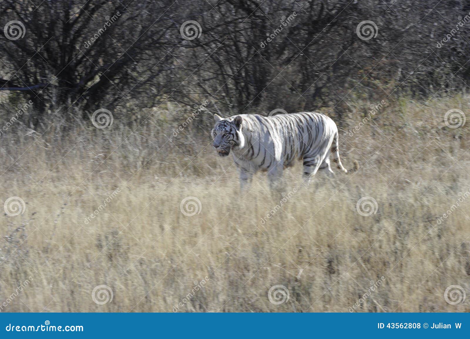 White Tiger stock photo. Image of fierce, powerful, hunt - 43562808