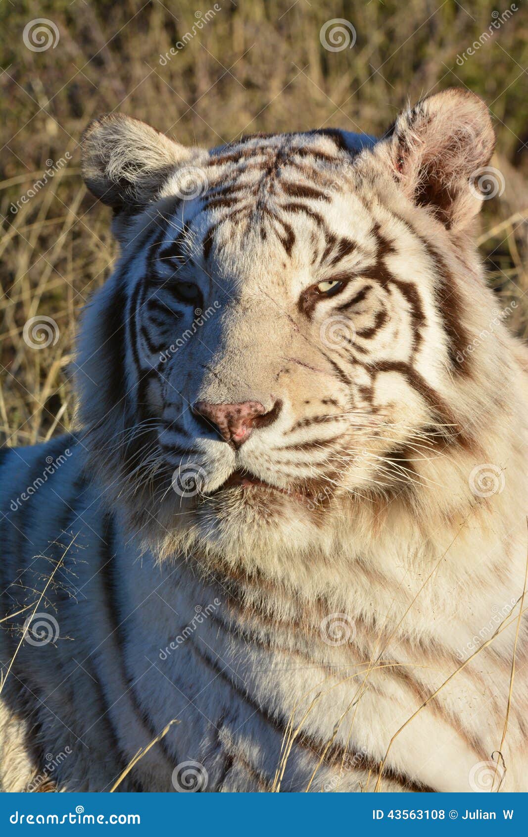White Tiger stock photo. Image of beauty, rare, endangered - 43563108