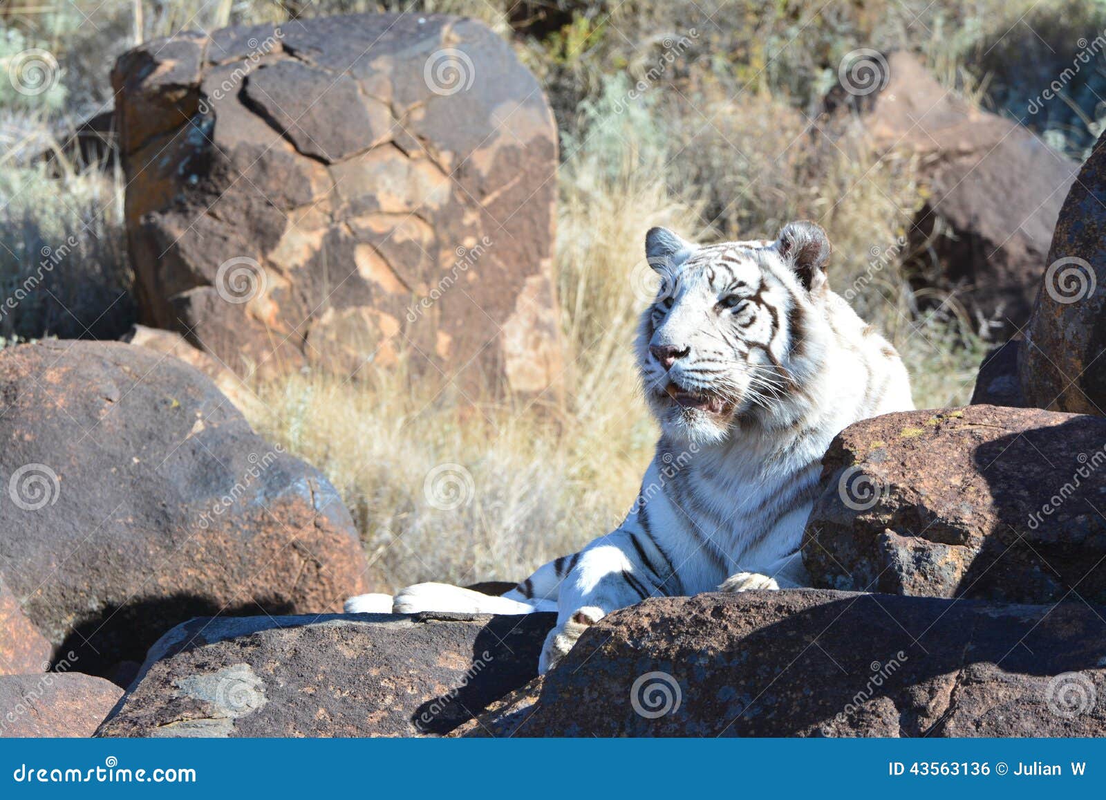 White Tiger stock photo. Image of lookout, hunter, fierce - 43563136