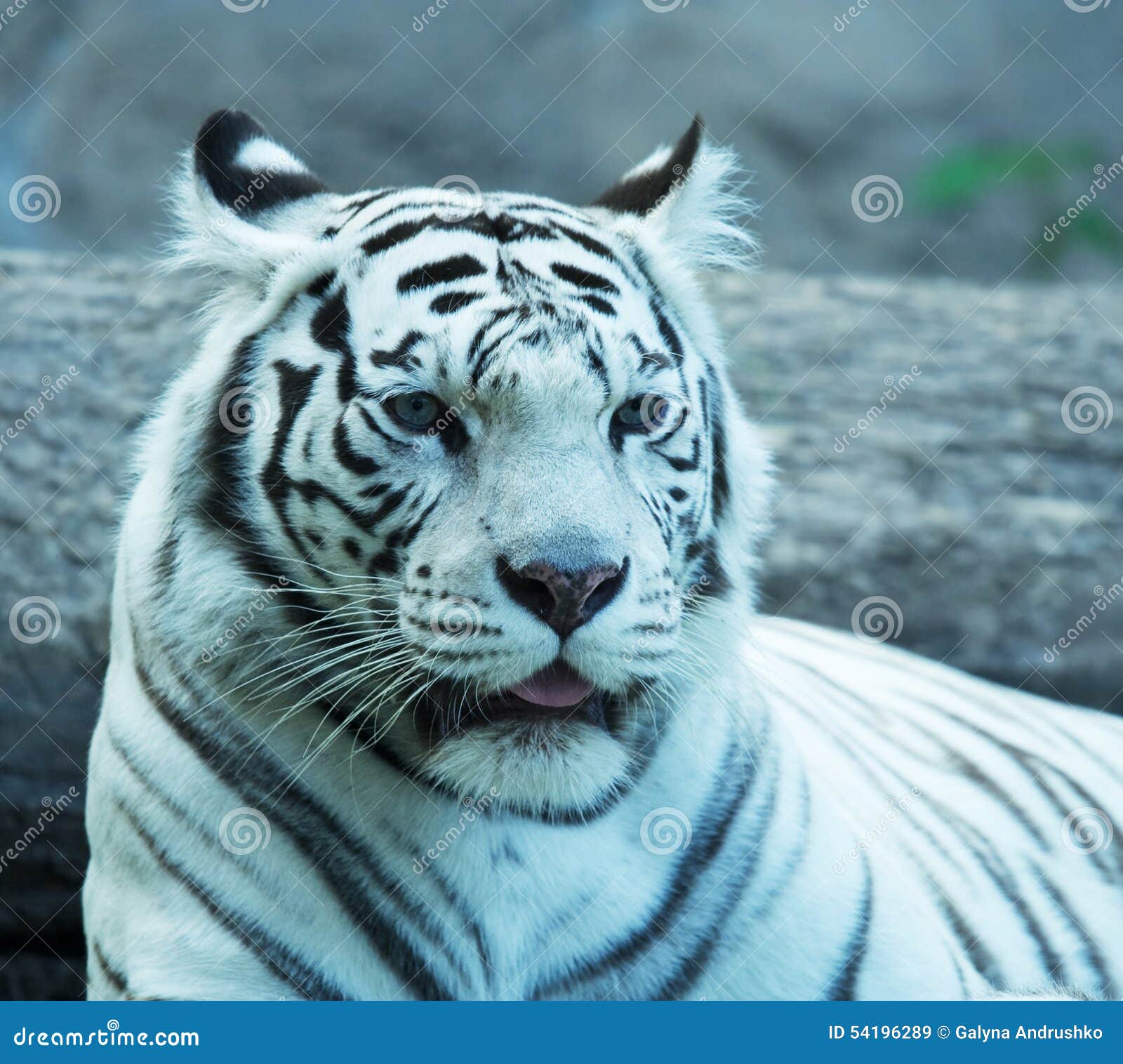 White tiger stock image. Image of silver, striped, stripes - 54196289