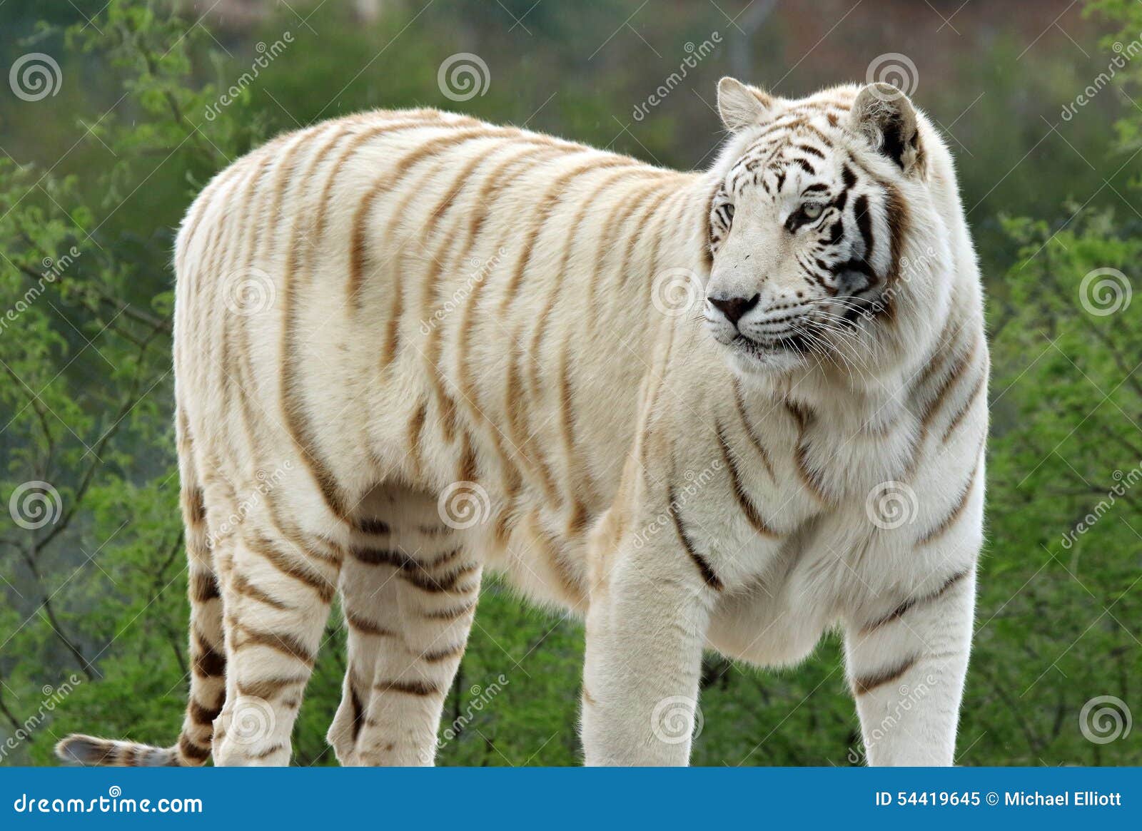 White Tiger stock image. Image of fear, hunter, india - 54419645