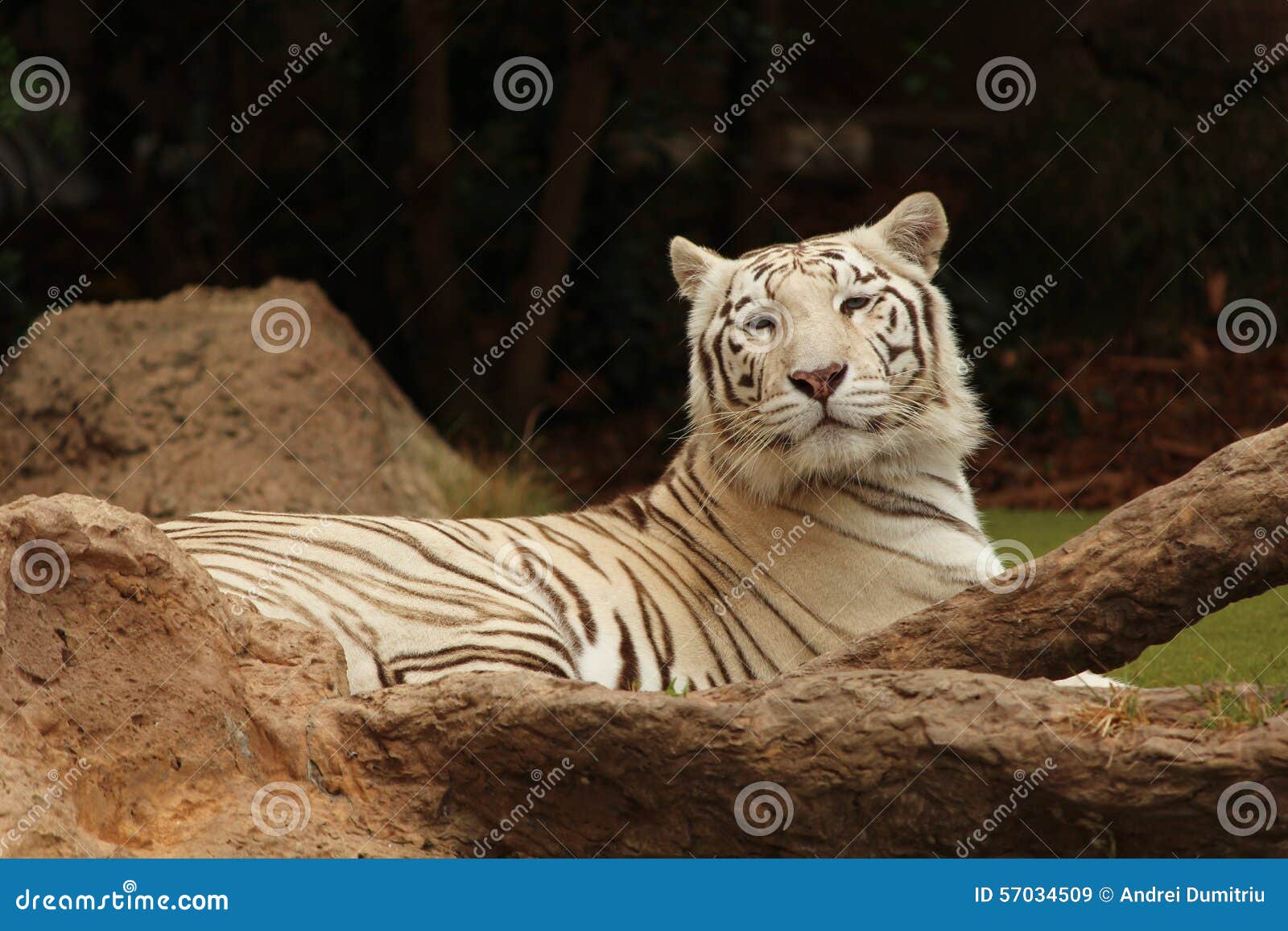 White Tiger Sitting Next To Tree Branch Stock Image - Image of spain ...