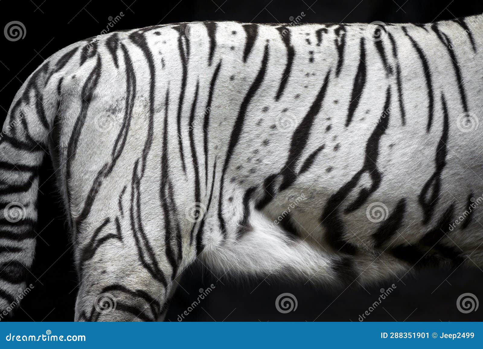 White tiger skin pattern. stock image. Image of hair - 288351901