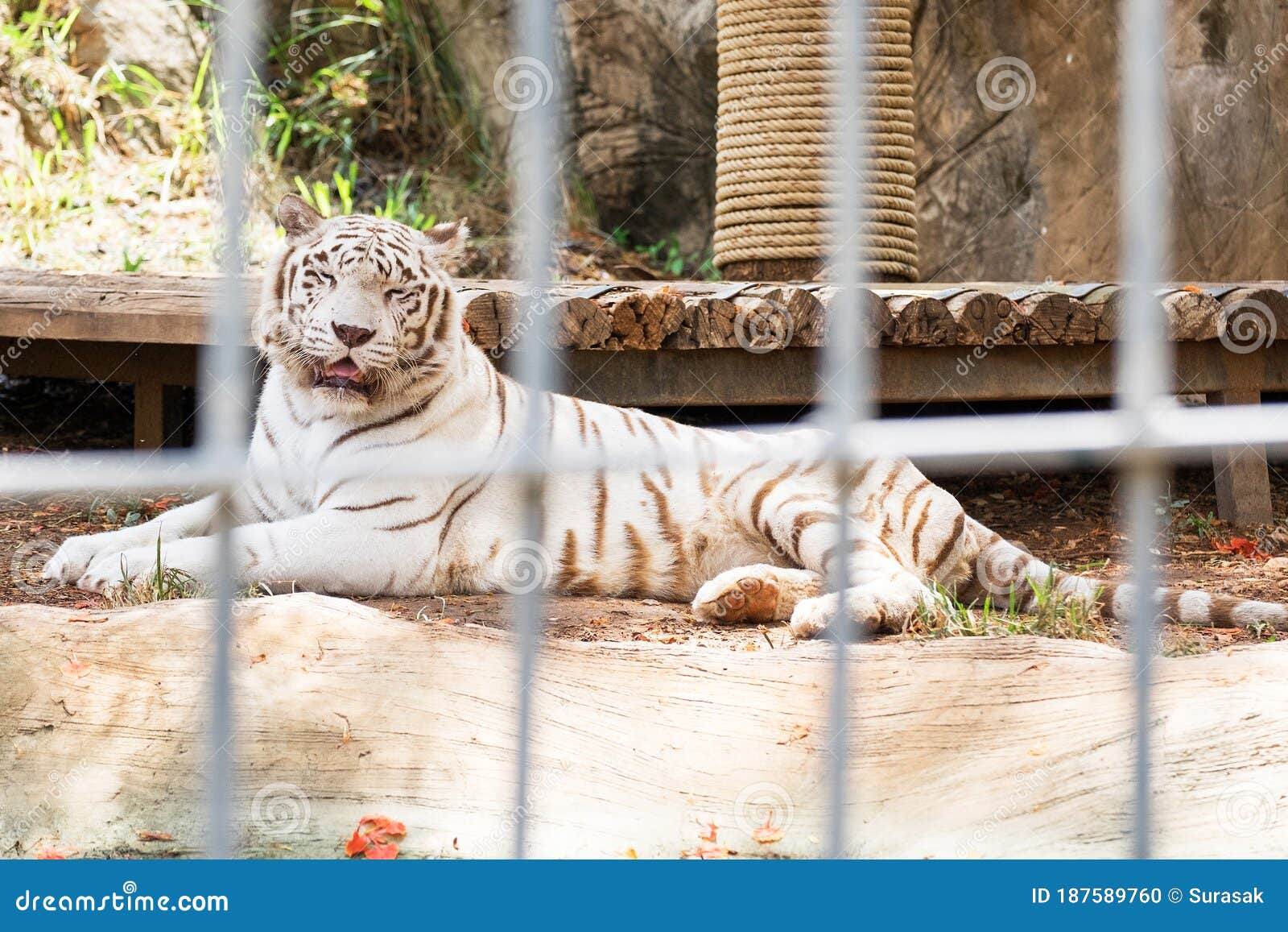 White Tiger Sleeping in Cage Stock Photo - Image of look, force: 187589760