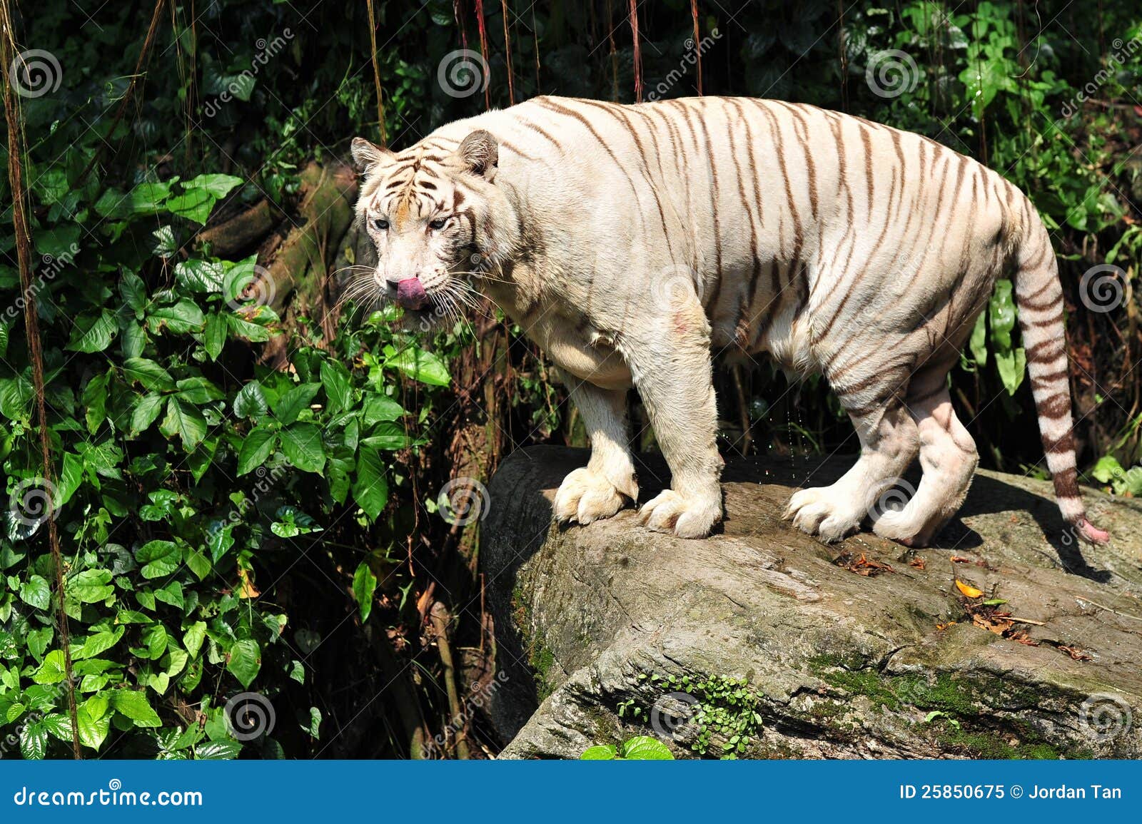White Tiger Smacking Its Lips Stock Image - Image of bengal, smack ...