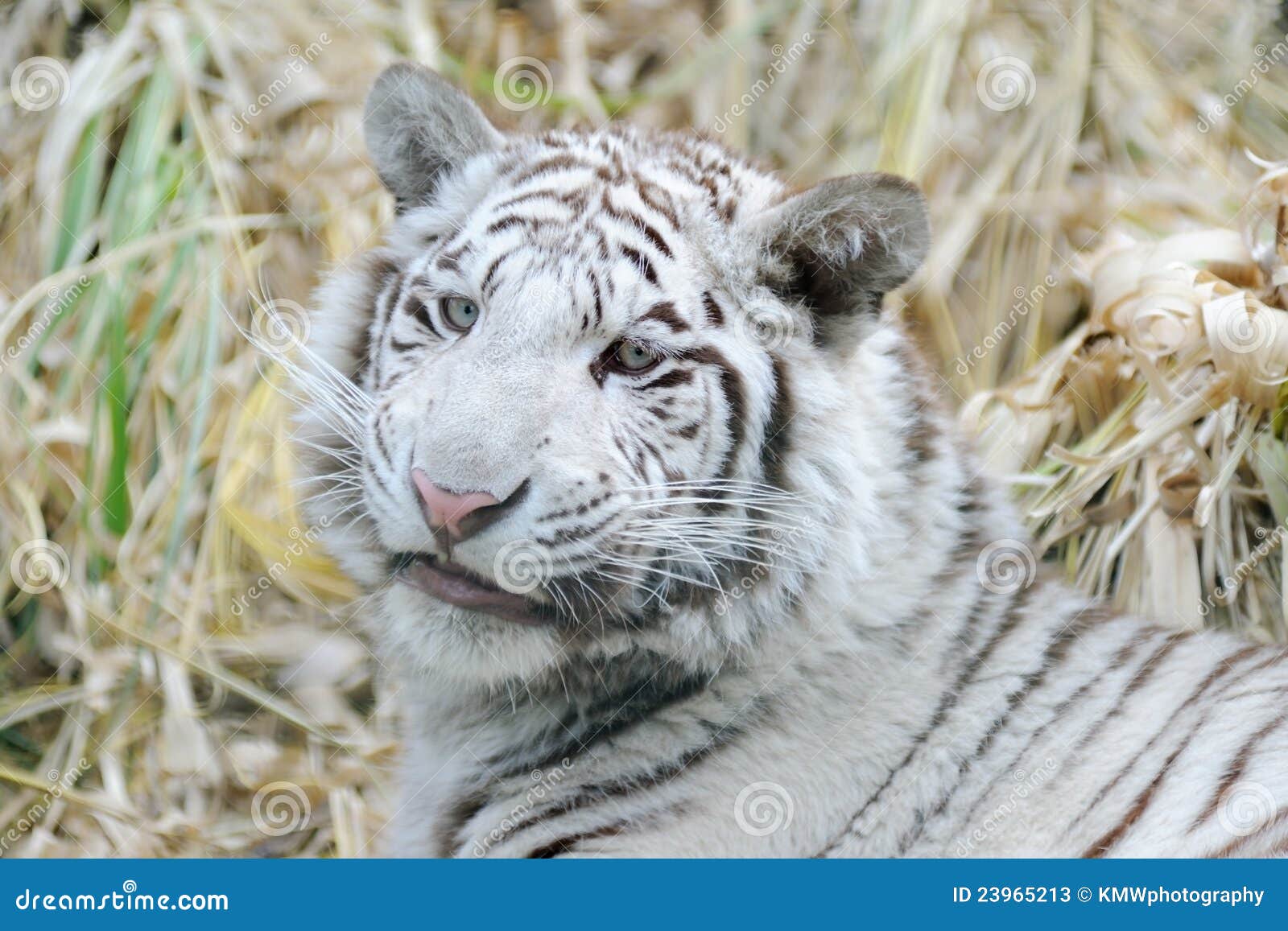 White tiger smiles stock image. Image of danger, agile - 23965213