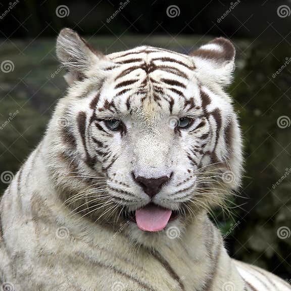 White tiger smiling stock image. Image of wildcat, smiling - 14873983