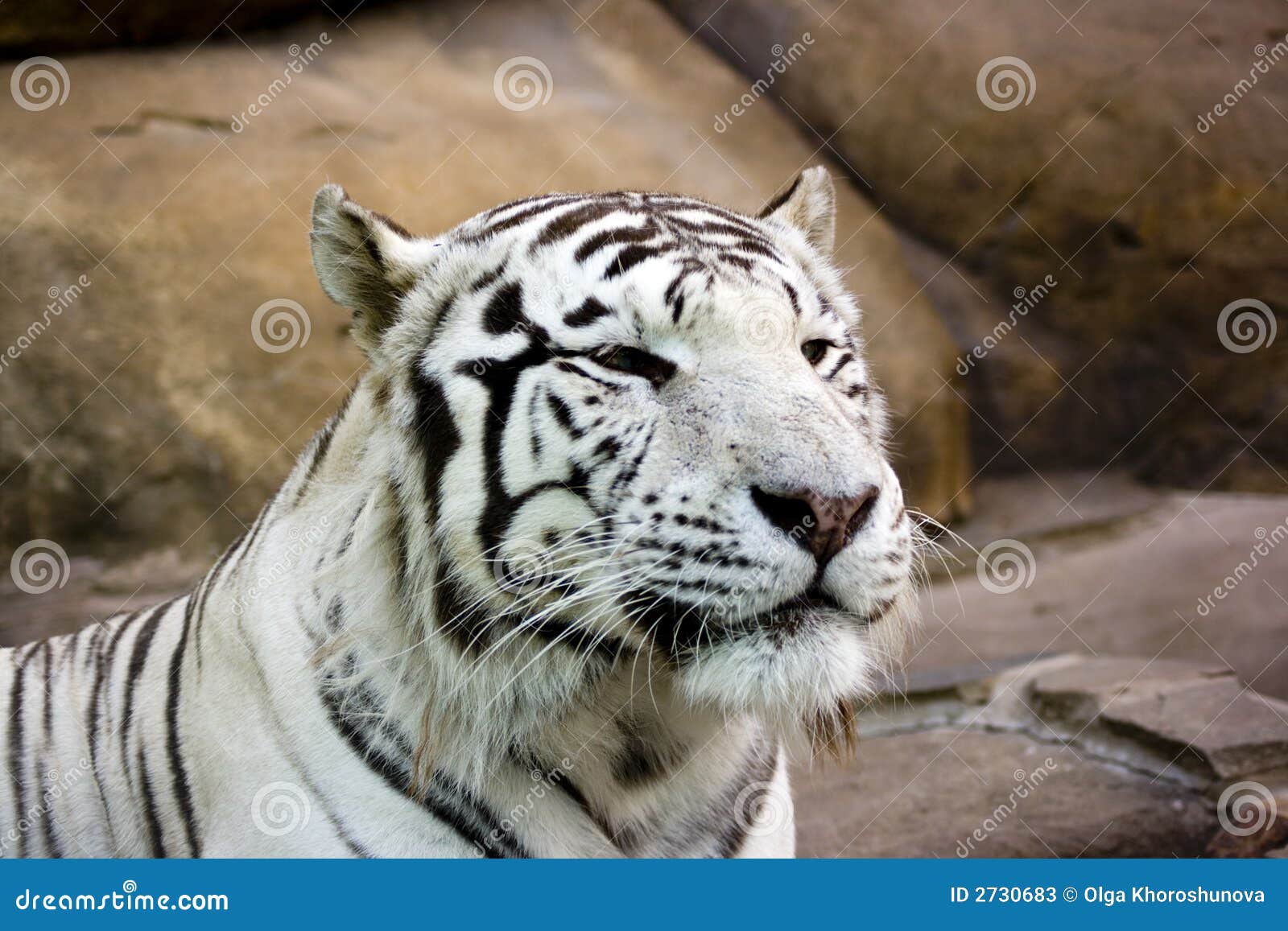 White tiger smiling stock image. Image of wild, color - 2730683