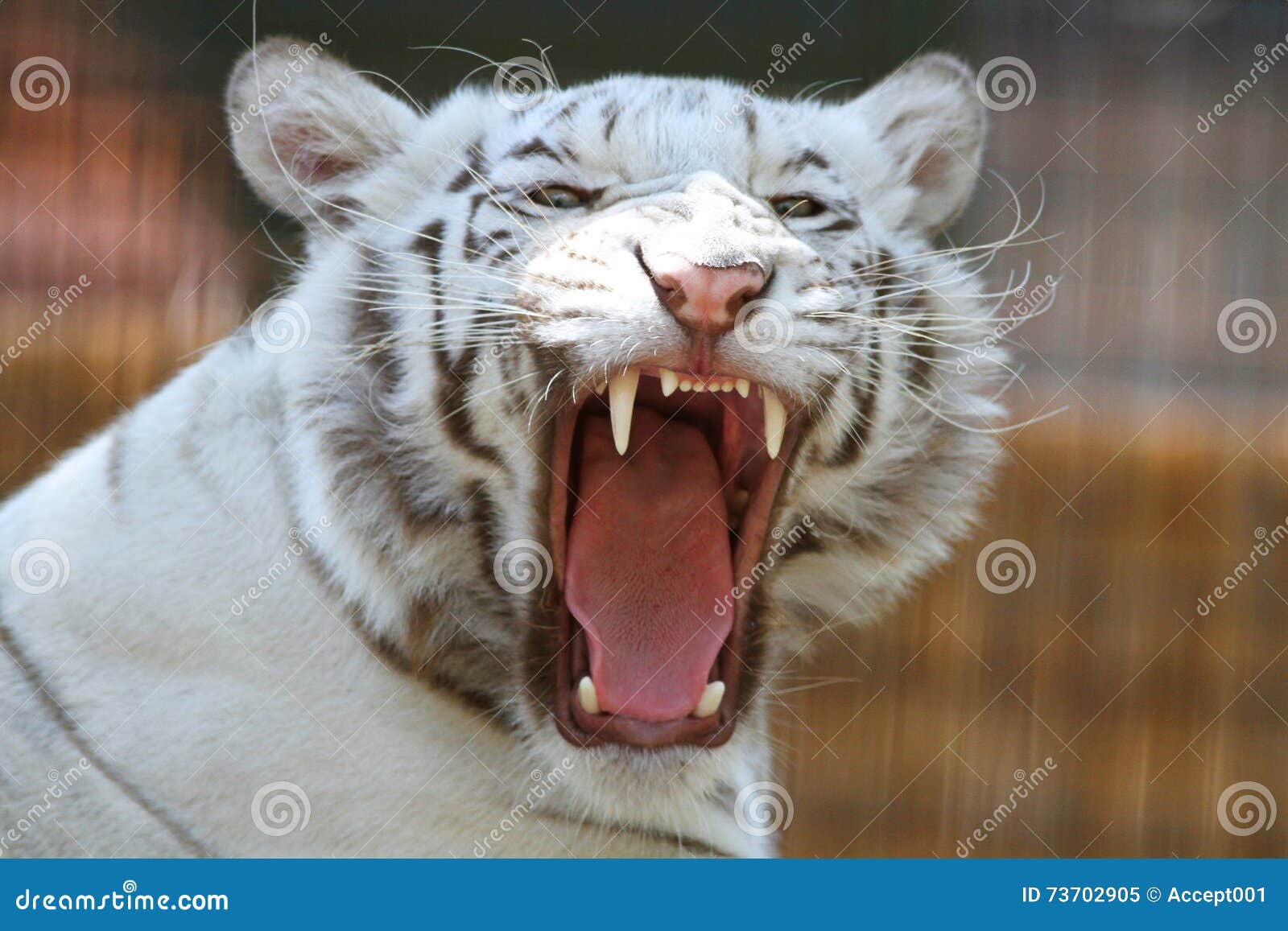 White Tiger Teeth