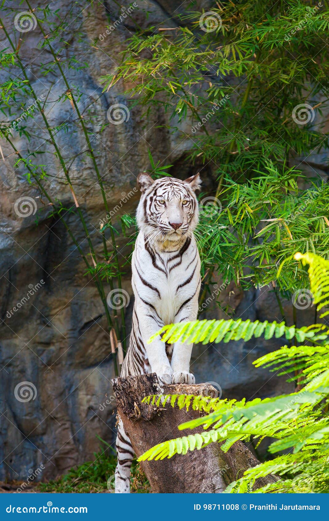 White Tiger Stand on the Stump Stock Photo - Image of human, looking ...