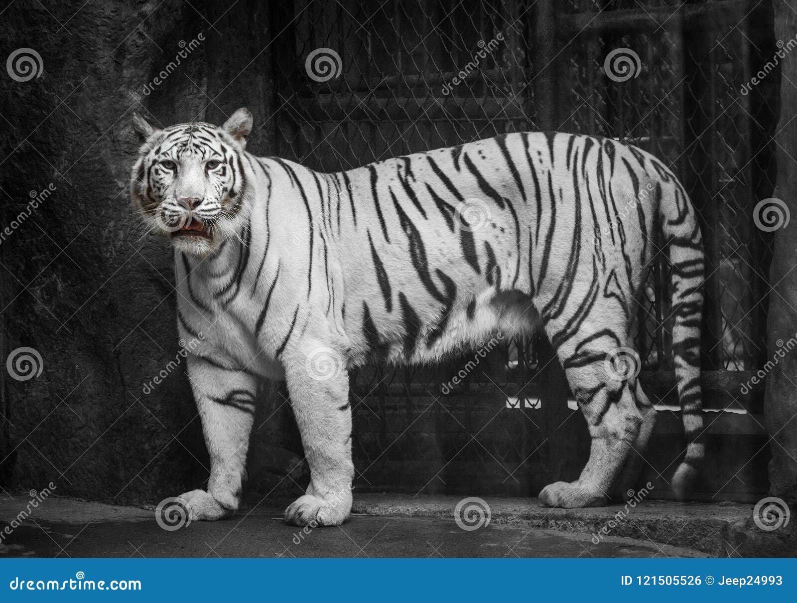 White tiger standing. stock photo. Image of tigris, tiger - 121505526