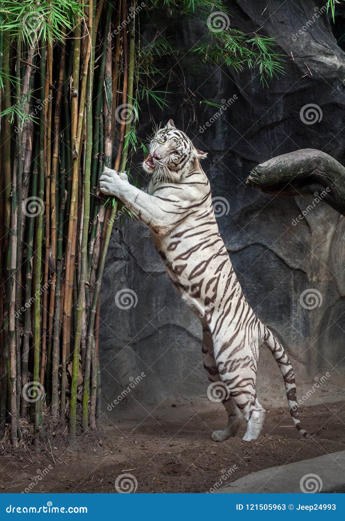 Tiger Standing On Back Paws. Not Typicall Pose For Big Cat. Dancing ...