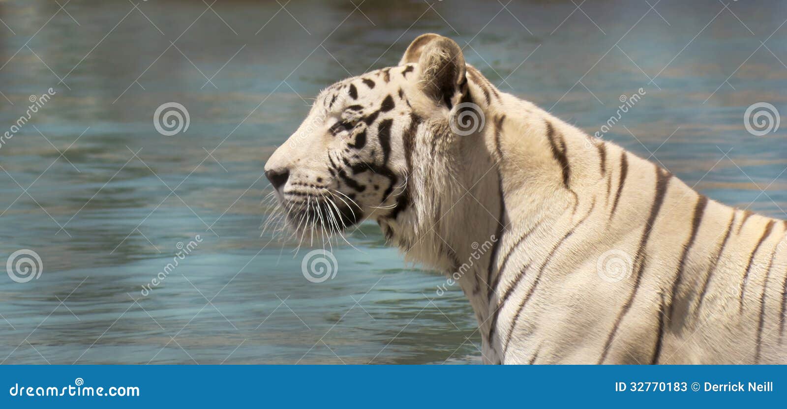 A White Tiger Stands by a Lake Stock Image - Image of nature, felidae ...