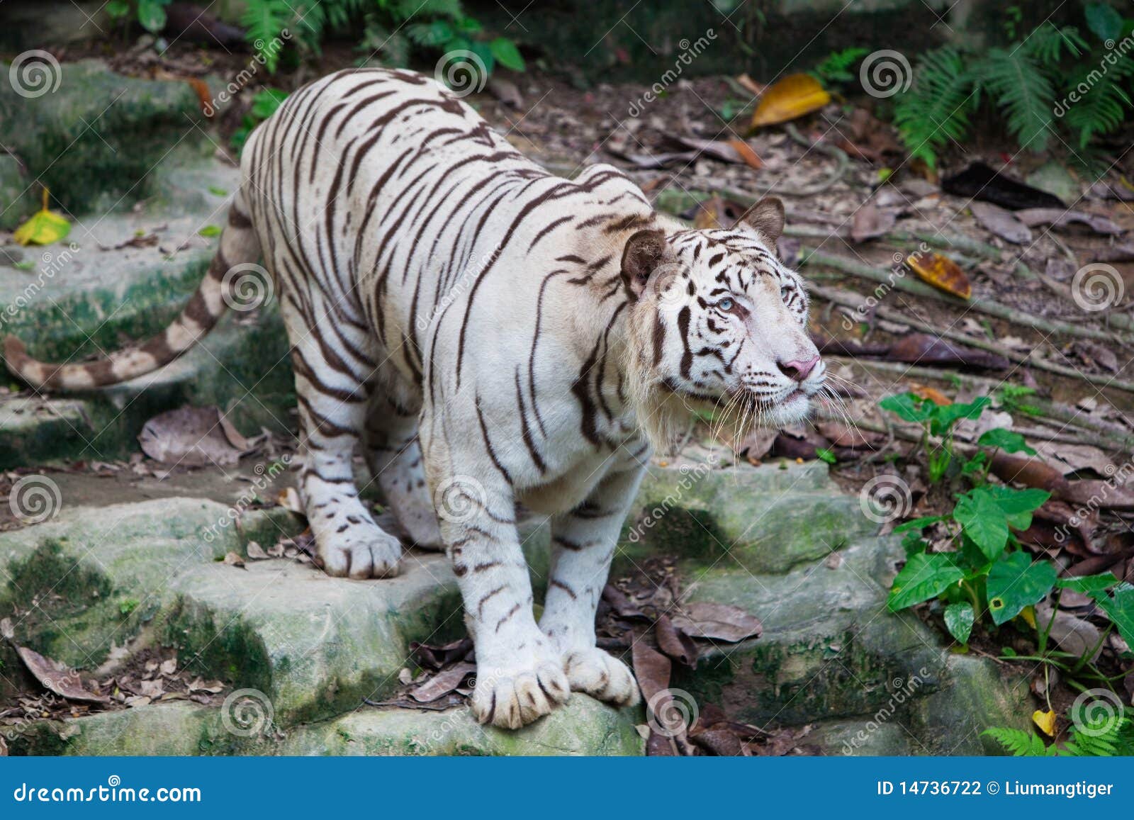 White tiger stands on rock stock photo. Image of ferocious - 14736722
