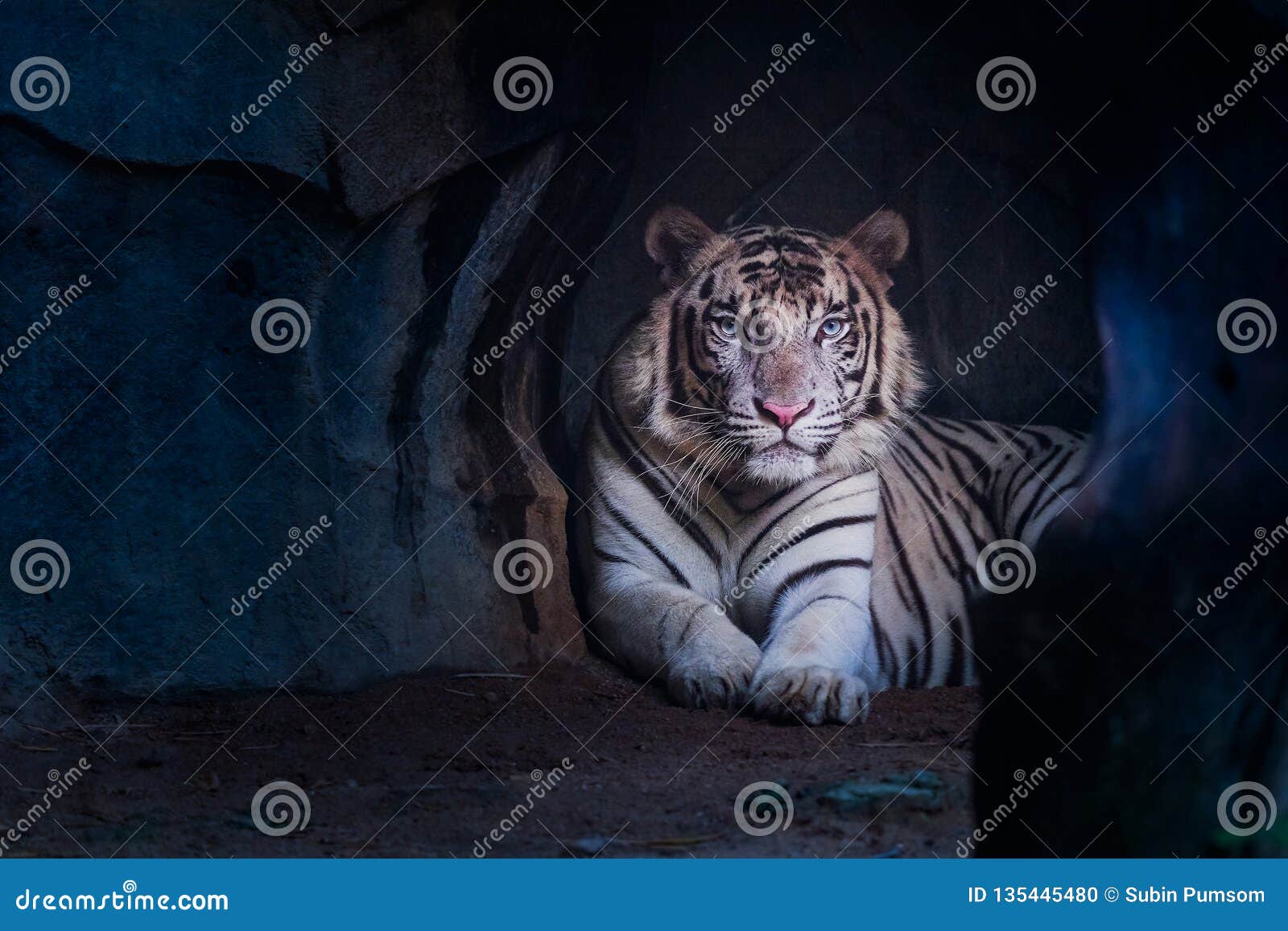 White Tiger Staring from the Cave Stock Photo - Image of predator ...