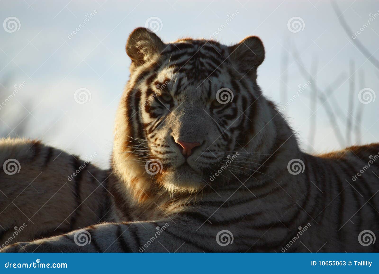 White tiger at sunset stock image. Image of full, indian - 10655063