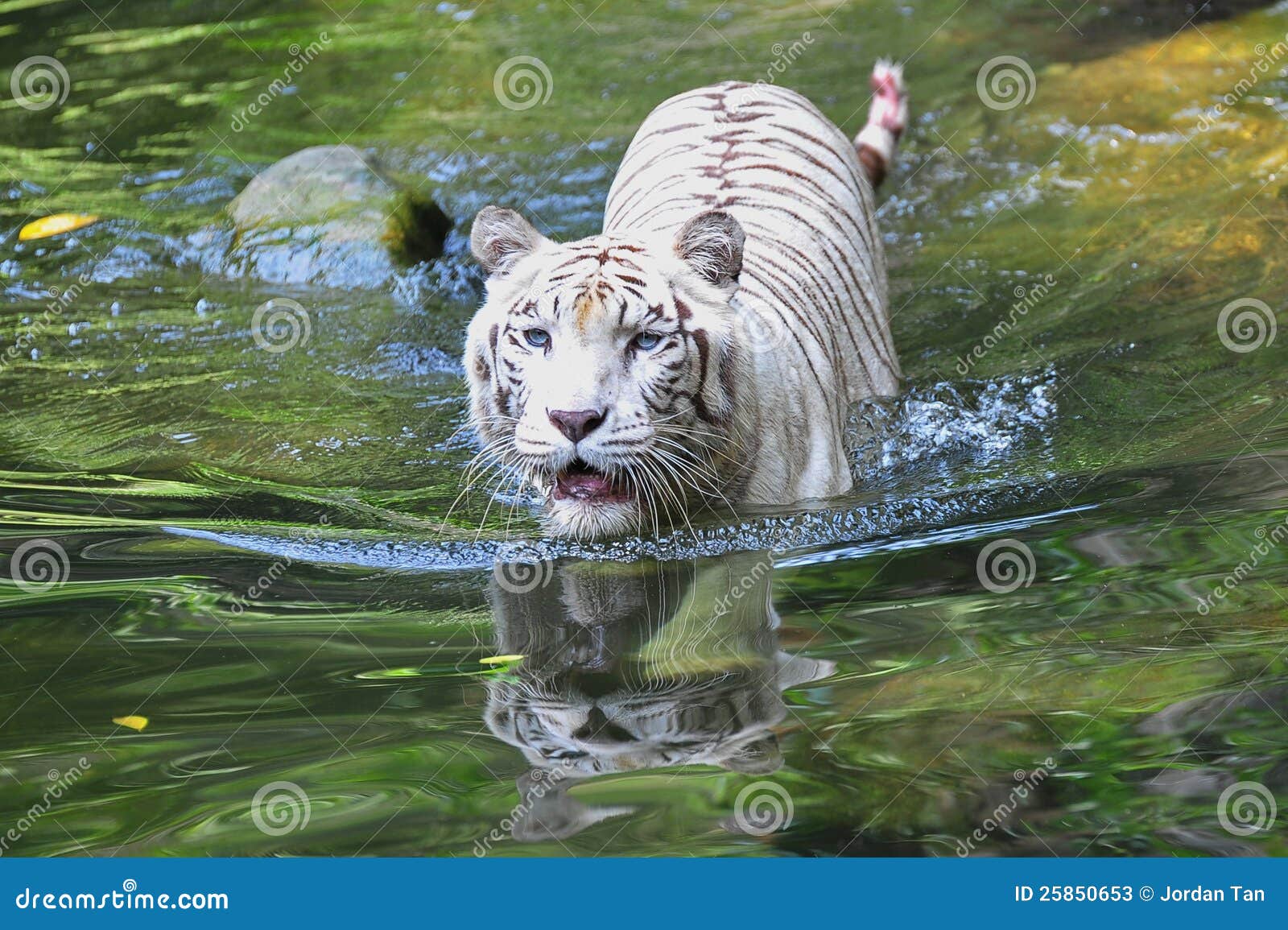 White tiger swimming stock image. Image of habitat, endangered - 25850653