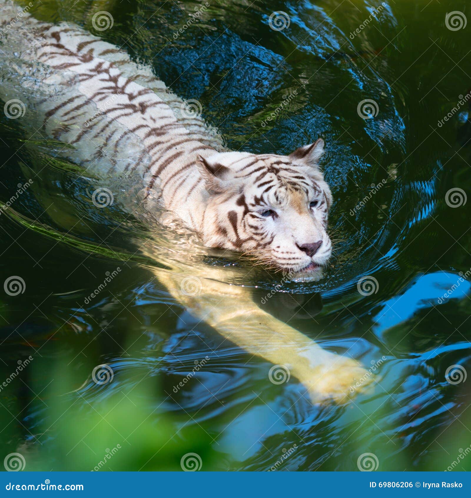 White Tiger Swimming in Clear Water Stock Photo - Image of lake, head ...