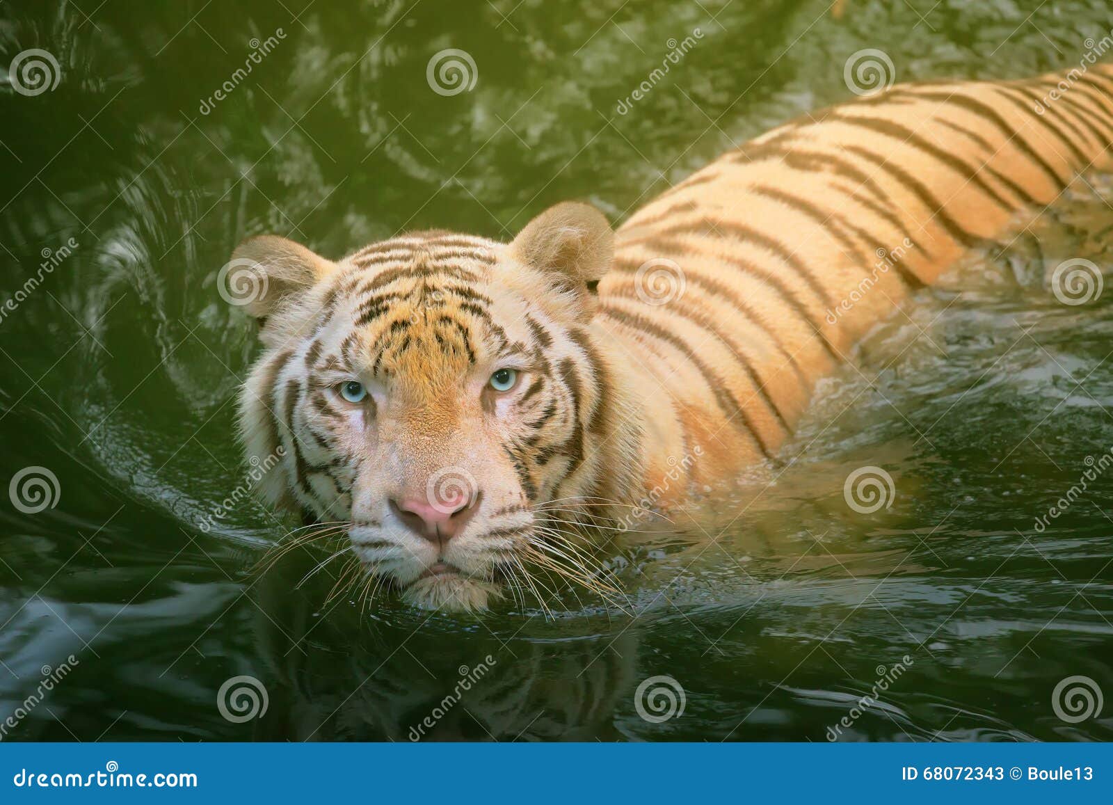 White Tiger Symbol of Success Stock Image - Image of fitness, hunter ...