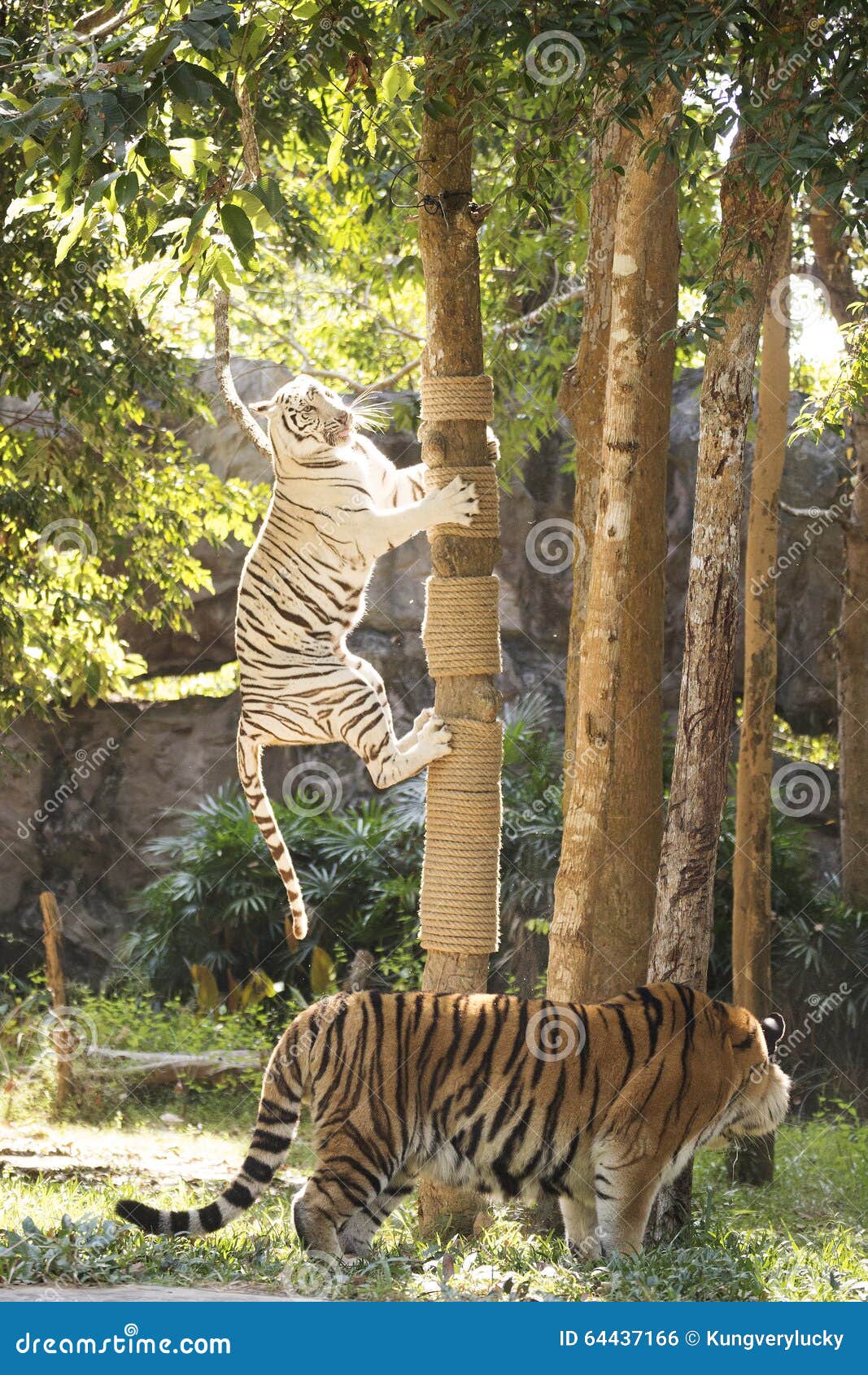 White tiger take down stock photo. Image of liane, tail - 64437166