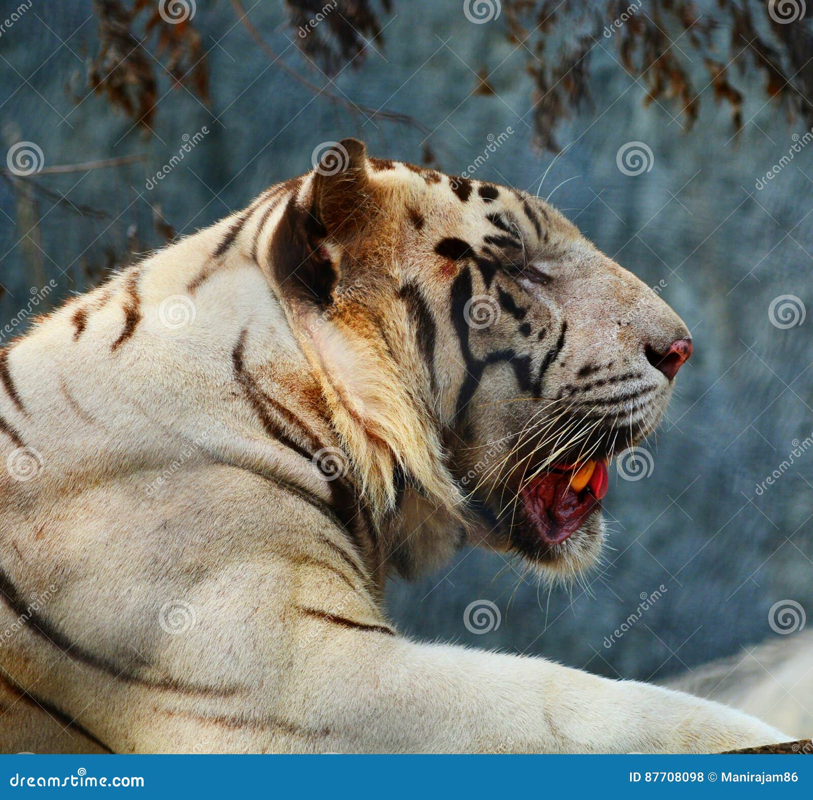 White tiger stock photo. Image of forest, eating, banner - 87708098