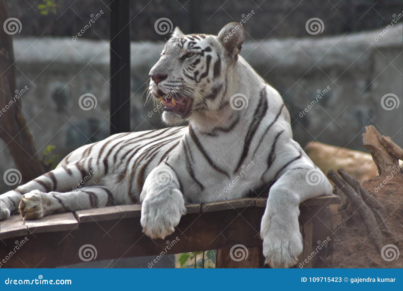 White tiger stock image. Image of bench, tiger, wildlife - 109715423