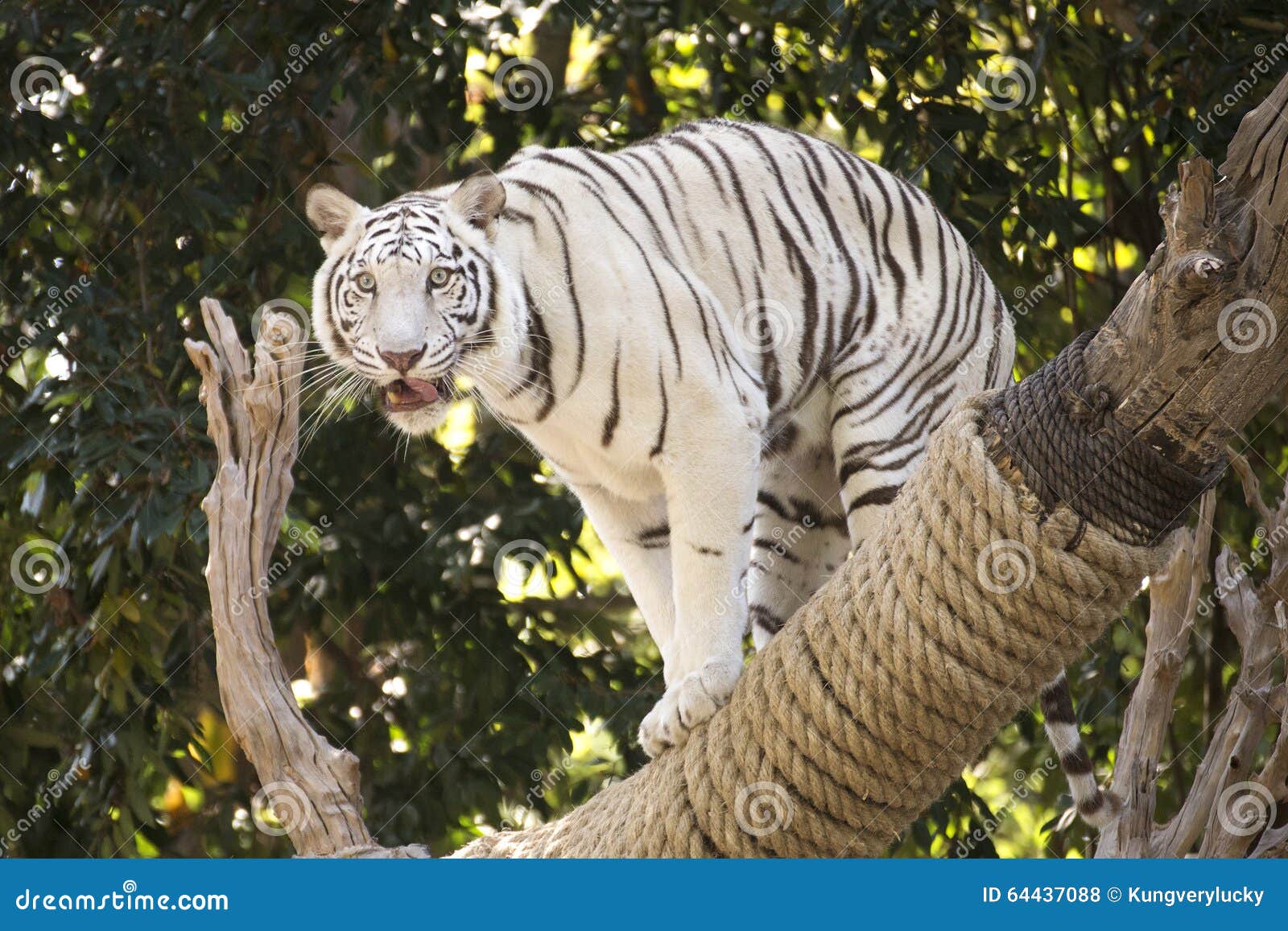 The White Tiger on the Tree Stock Photo - Image of pattern, mammal ...