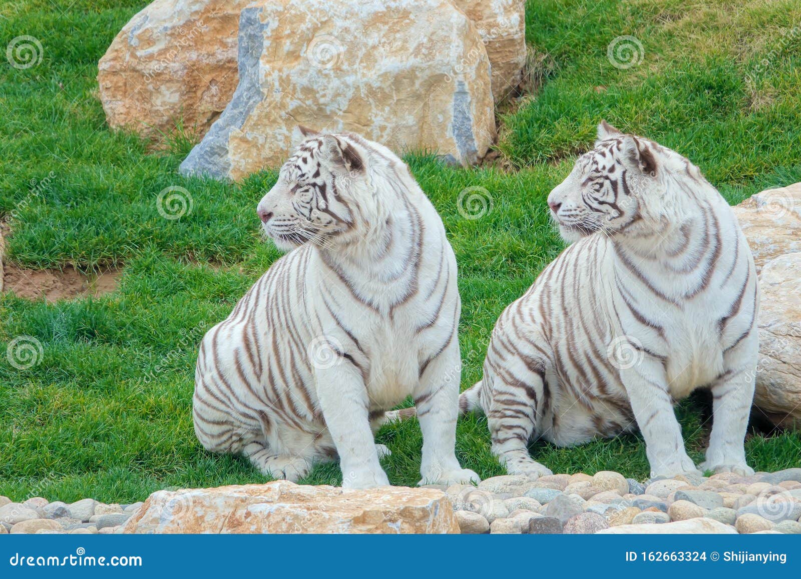 White tiger stock photo. Image of tigers, white, mammals - 162663324