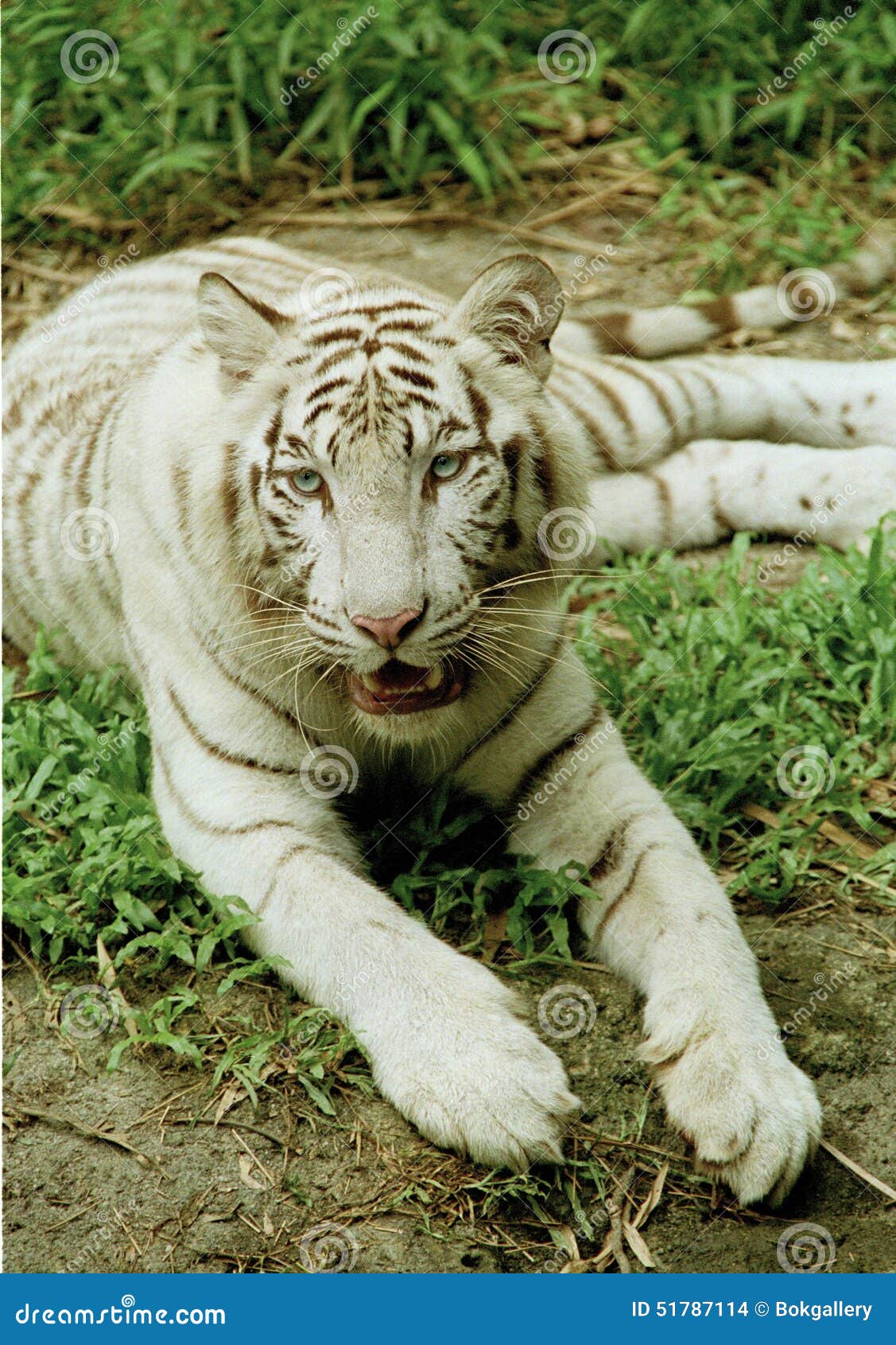 White Tiger stock photo. Image of kind, tiger, natural - 51787114